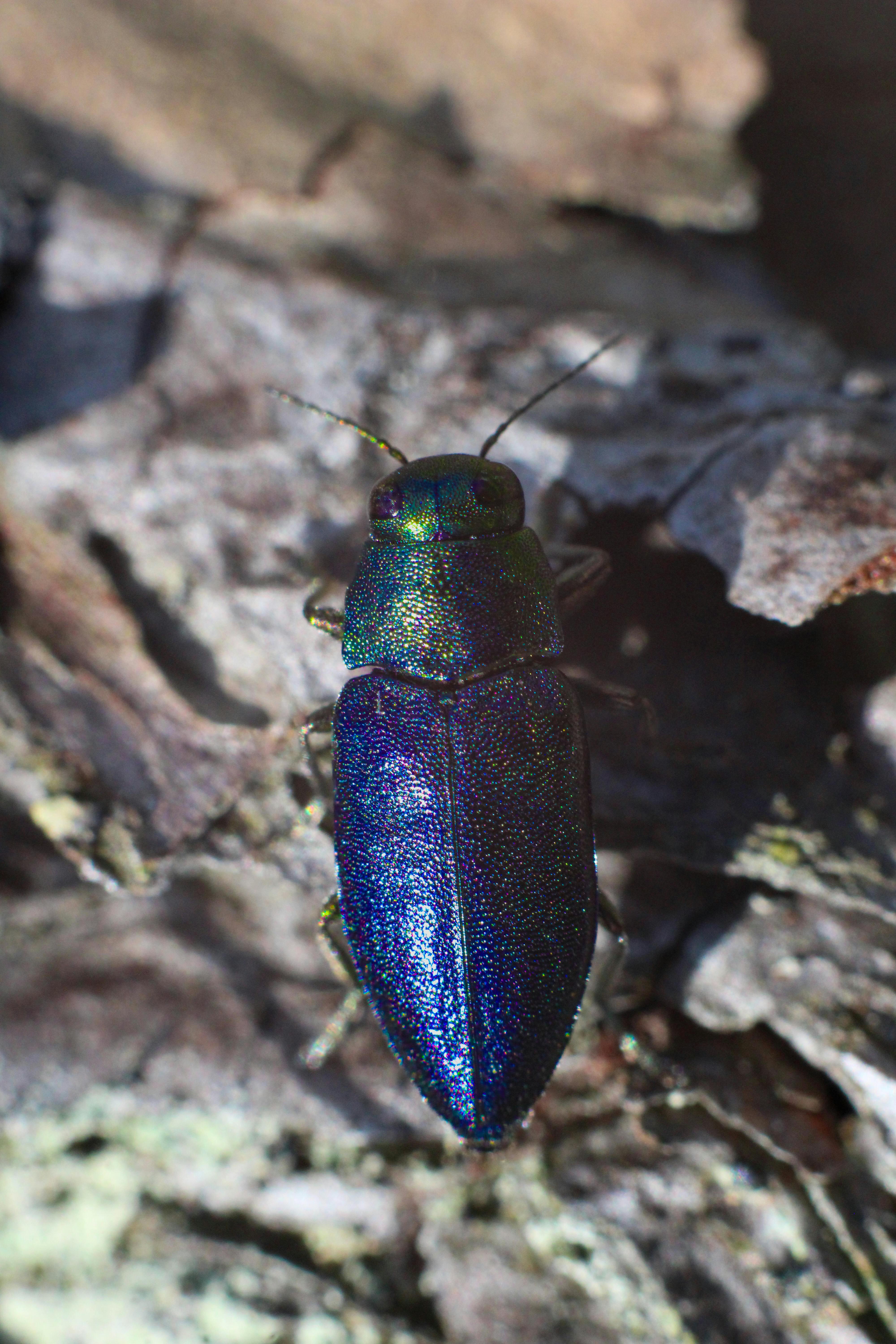 close-up view of a metallic blue jewel beetle perched on rough ...