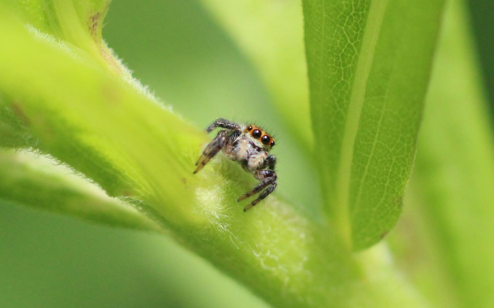 Cute Jumping Spiders Photos, Download The BEST Free Cute Jumping ...