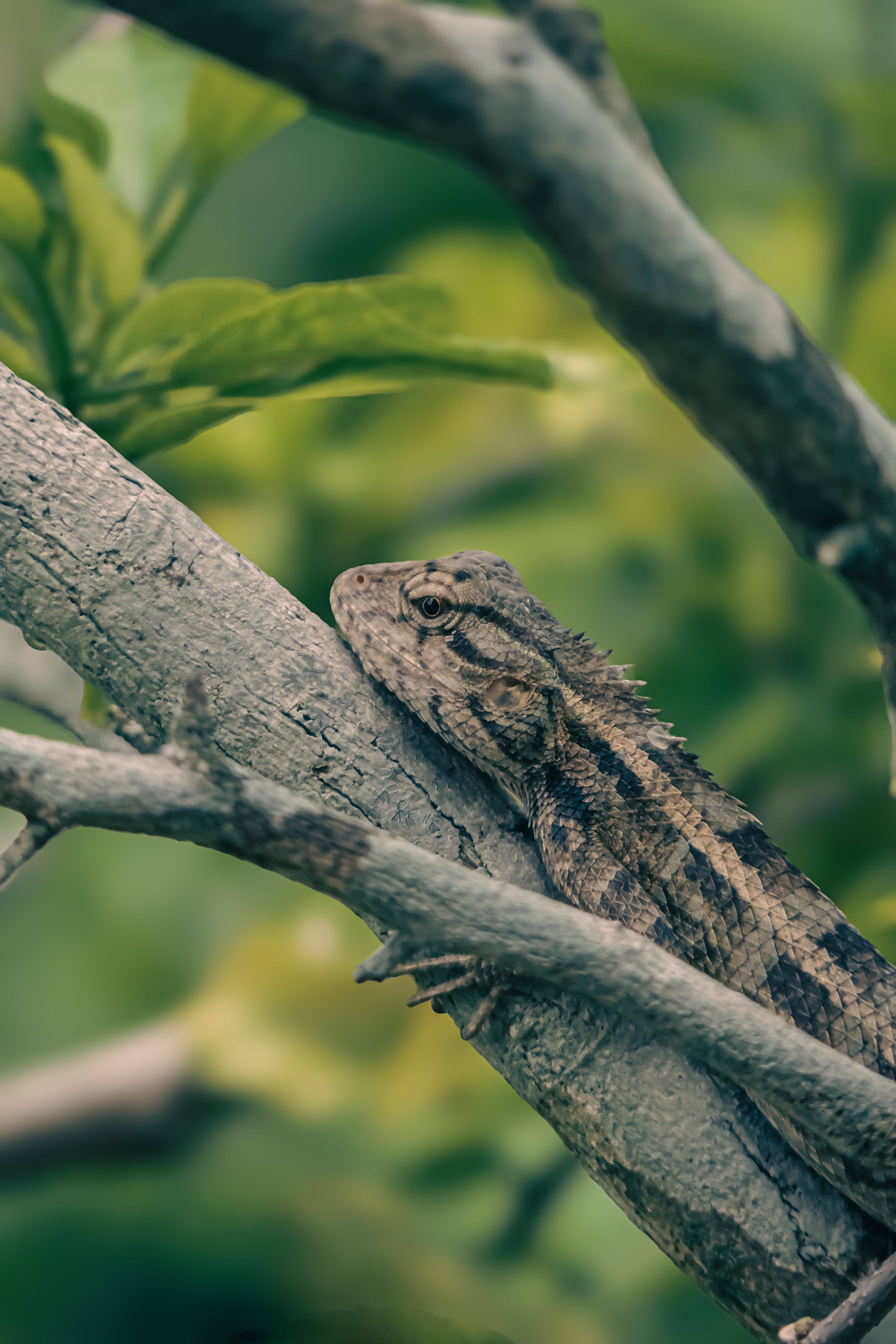 Black and Beige Monitor Lizard on Woods · Free Stock Photo