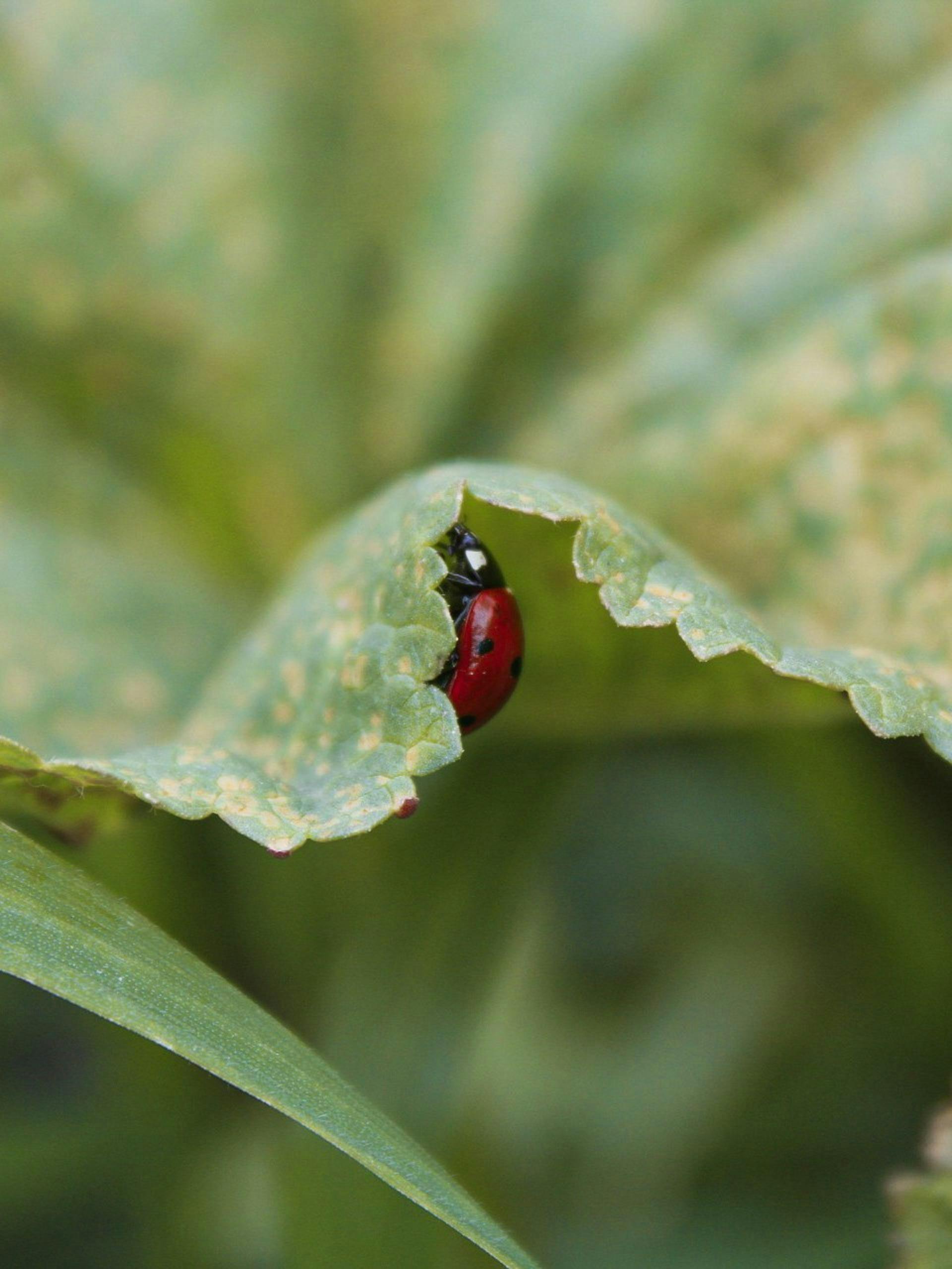 A ladybug is hiding in the leaves of a plant · Free Stock Photo