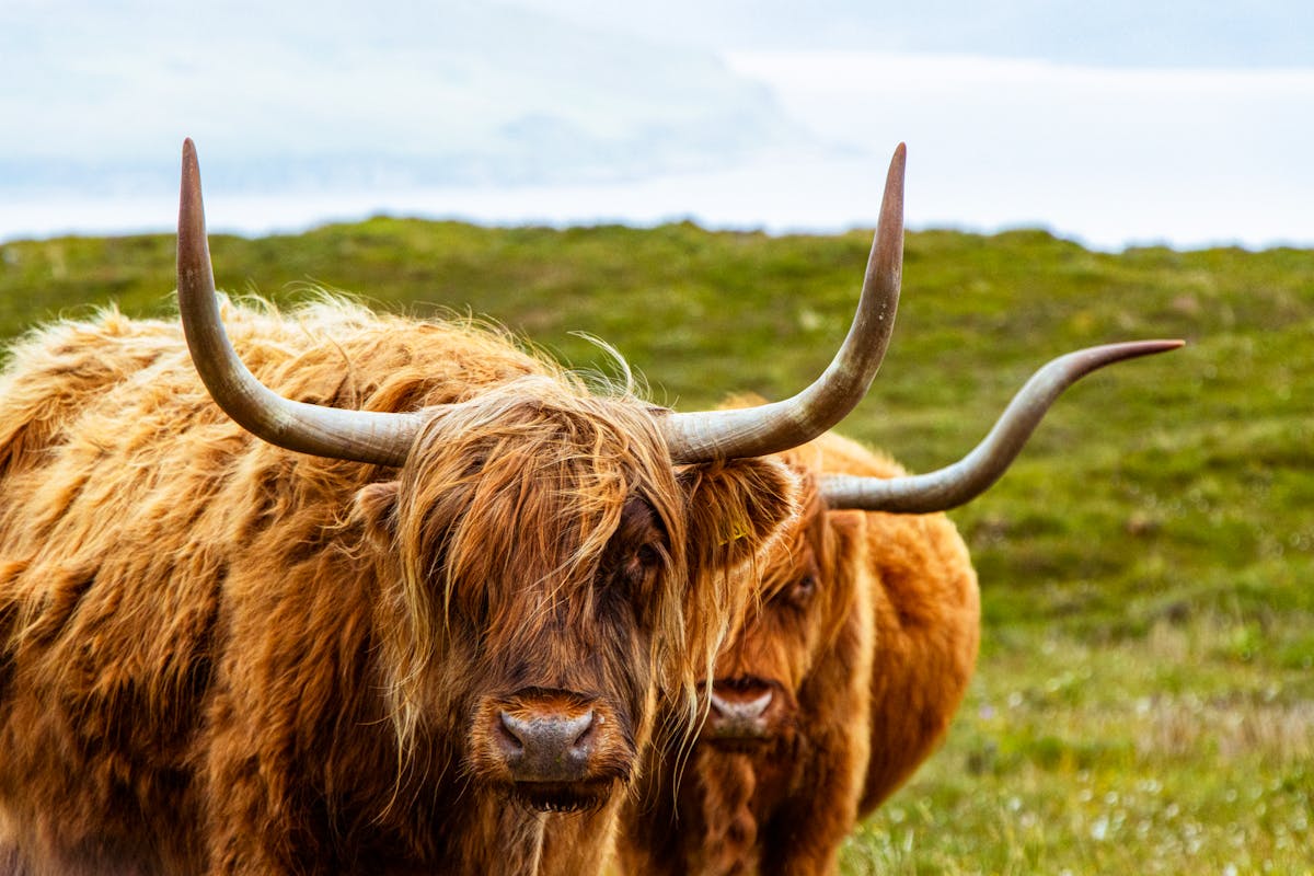 Highland Cow Screensaver Photos, Download The BEST Free Highland Cow ...