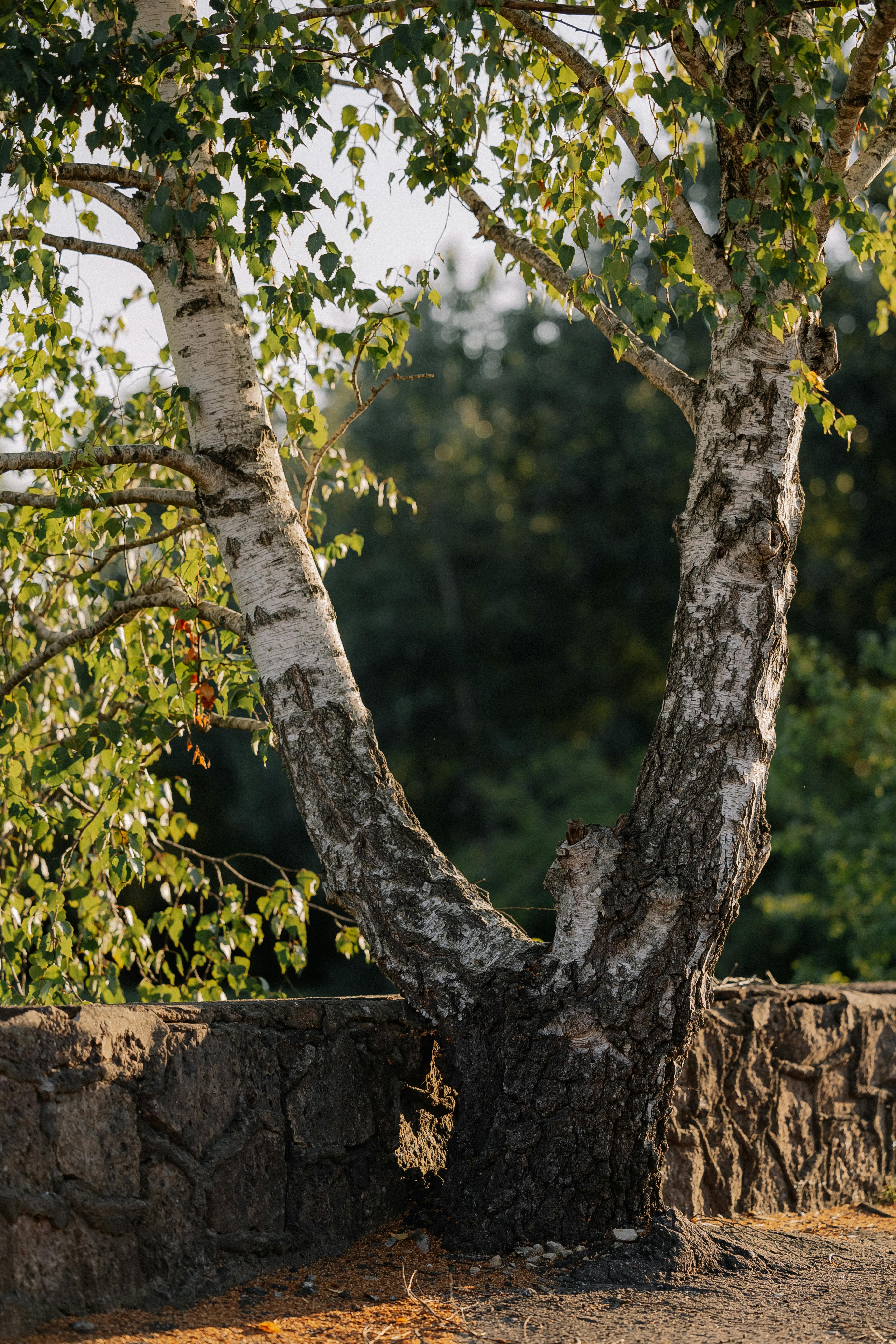 Man Sitting on Tree Branch · Free Stock Photo