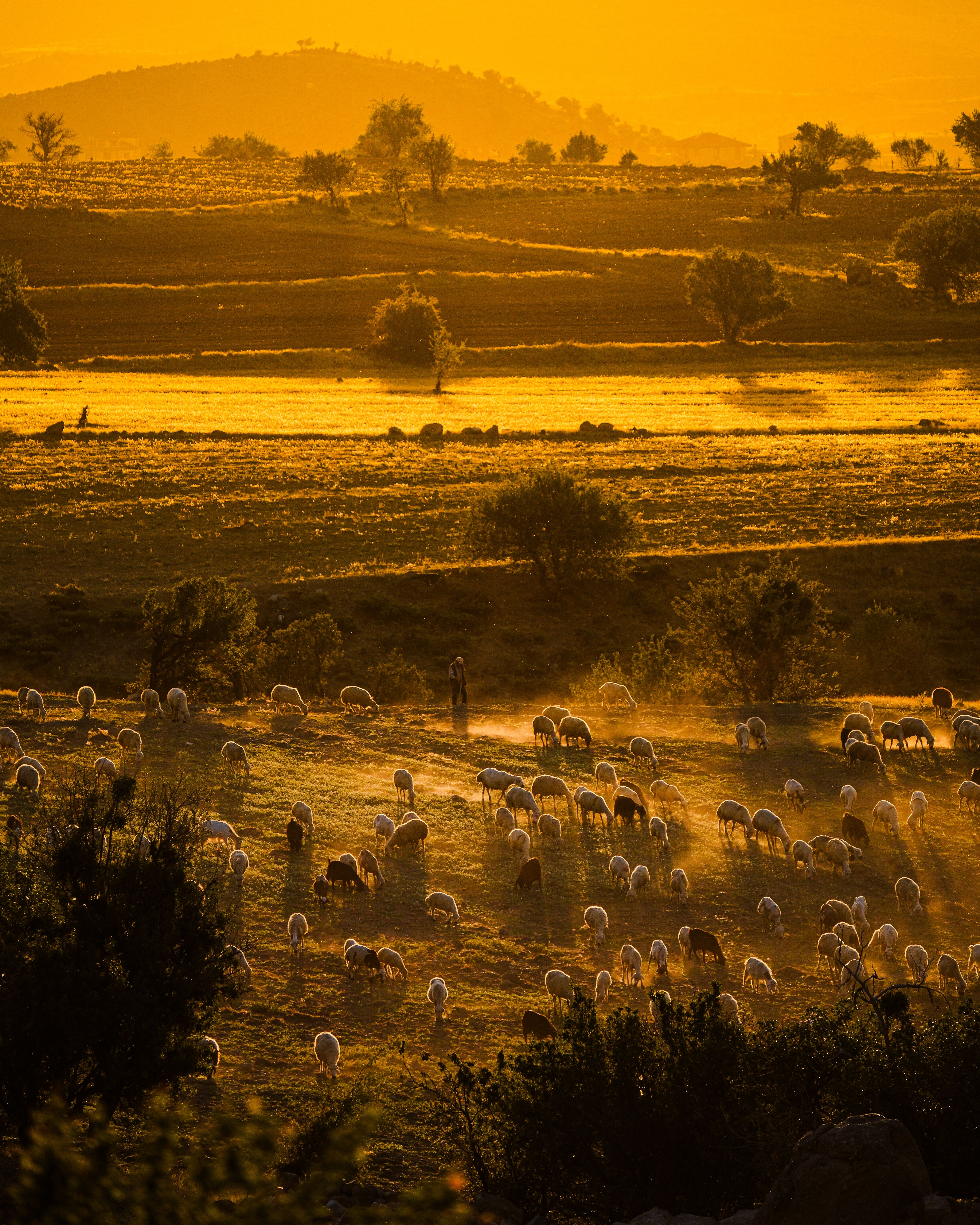 Foto de stock gratuita sobre agrícola, agricultor, agricultura, al aire ...