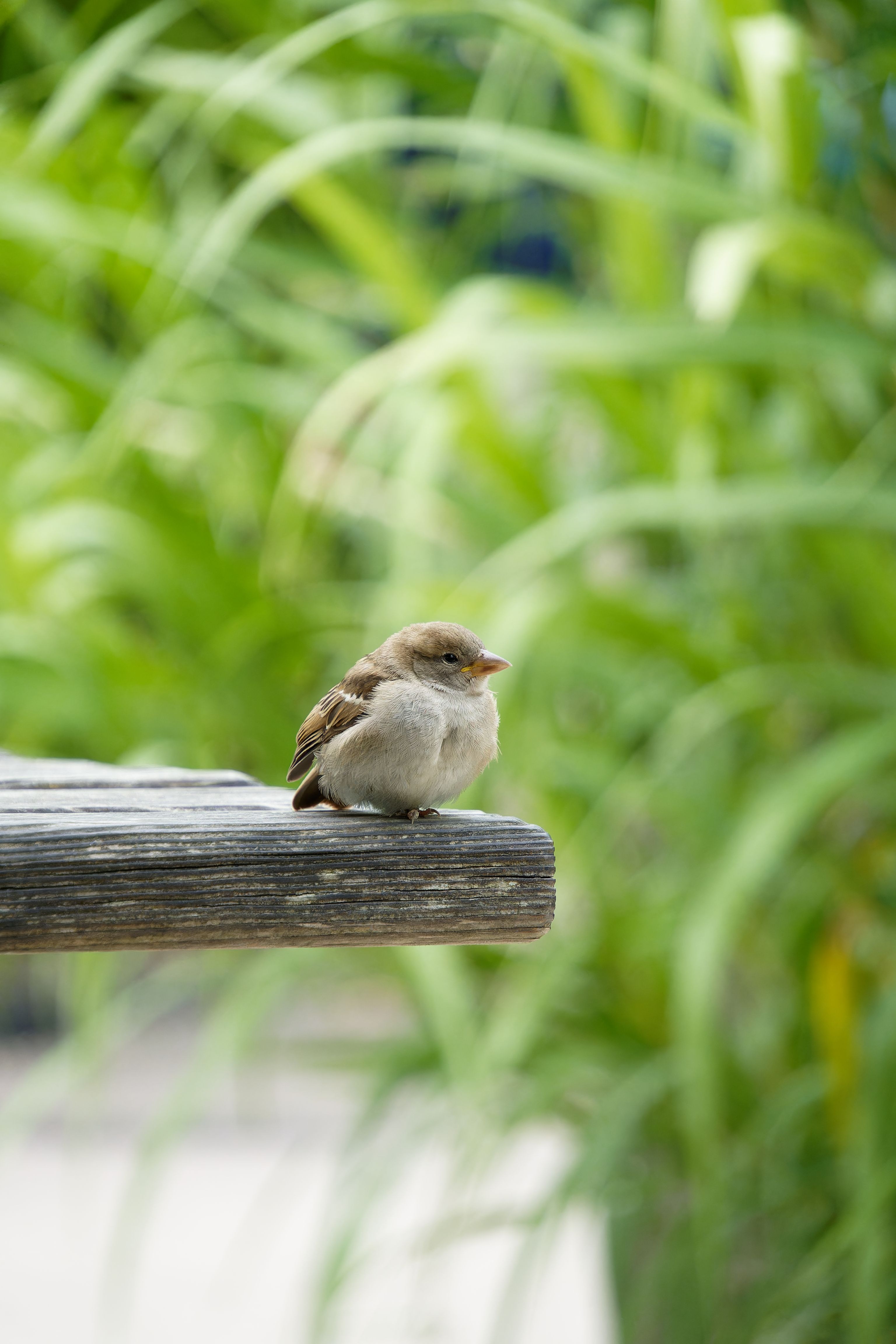 Little Birdie Photos, Download The BEST Free Little Birdie Stock Photos ...