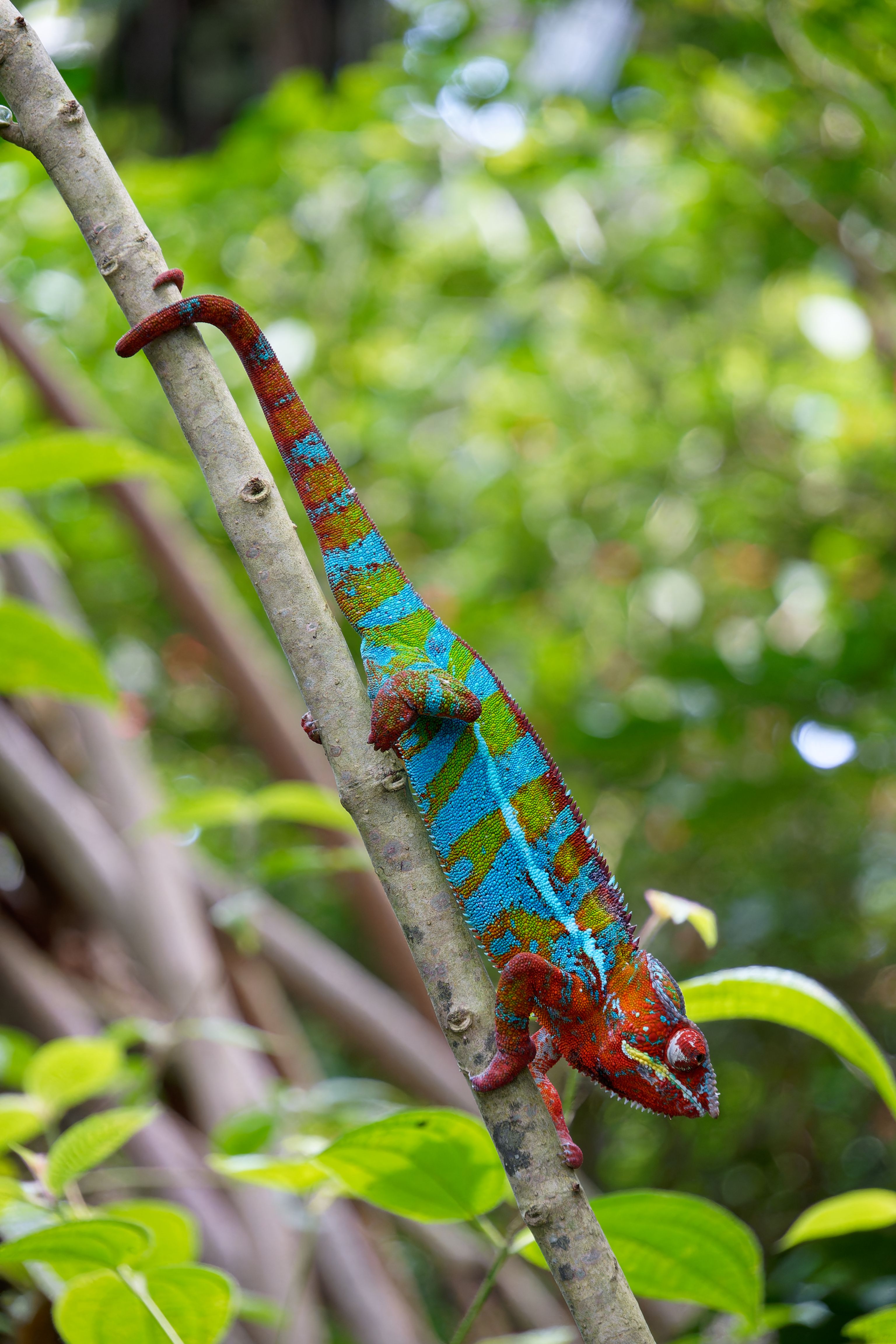 Chameleon · Free Stock Photo