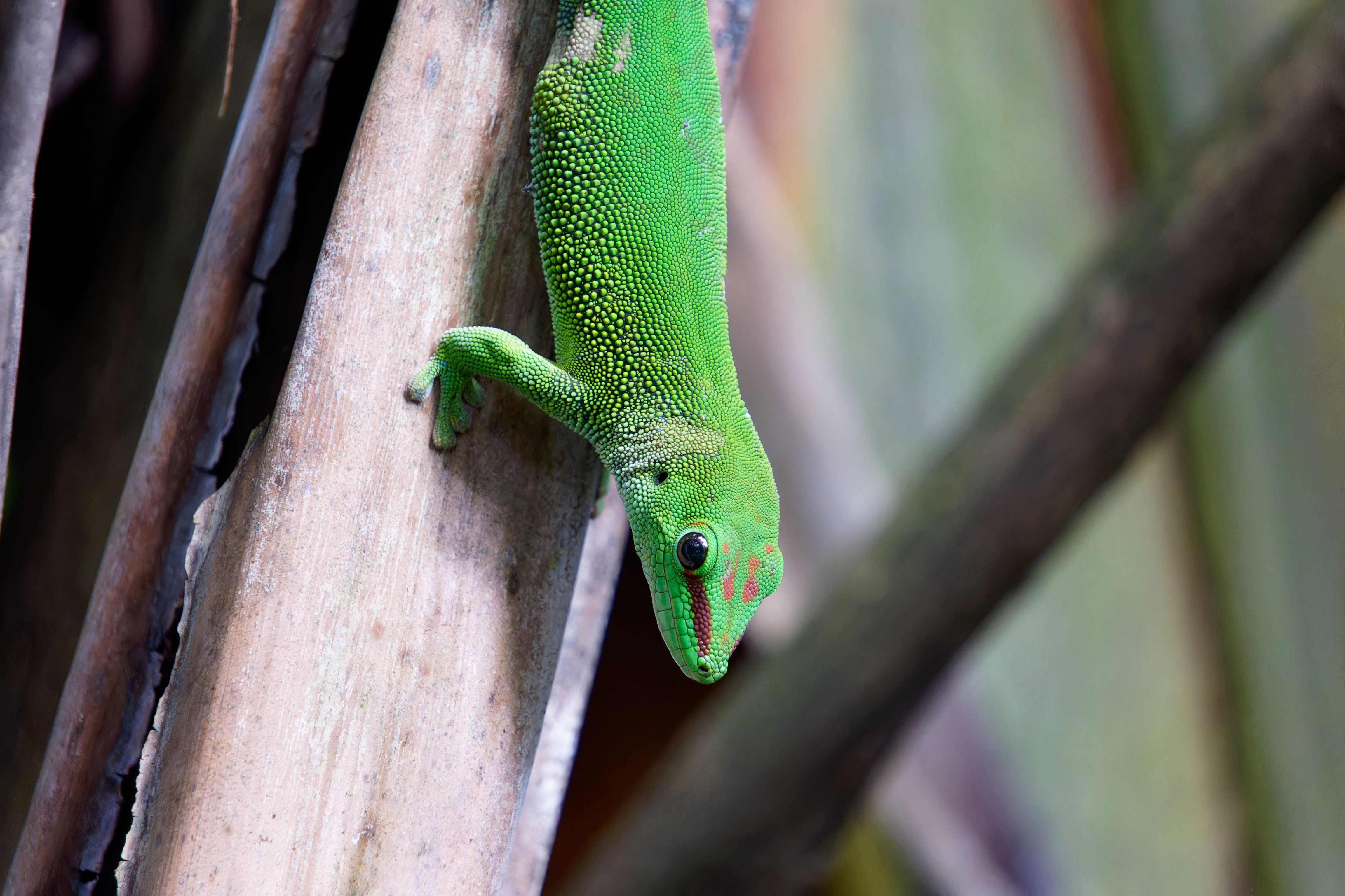 Leopard Gecko Shed Photos, Download The BEST Free Leopard Gecko Shed ...