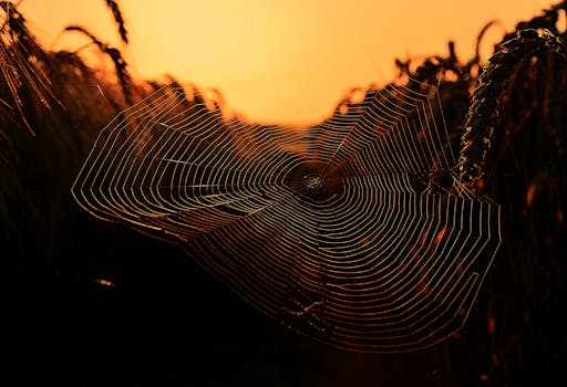 Free stock photos of spider web · Pexels