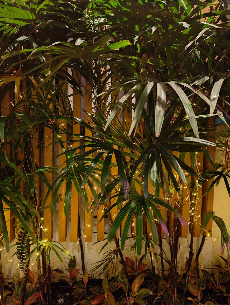 Outdoor Foliage Photos, Download The BEST Free Outdoor Foliage Stock ...