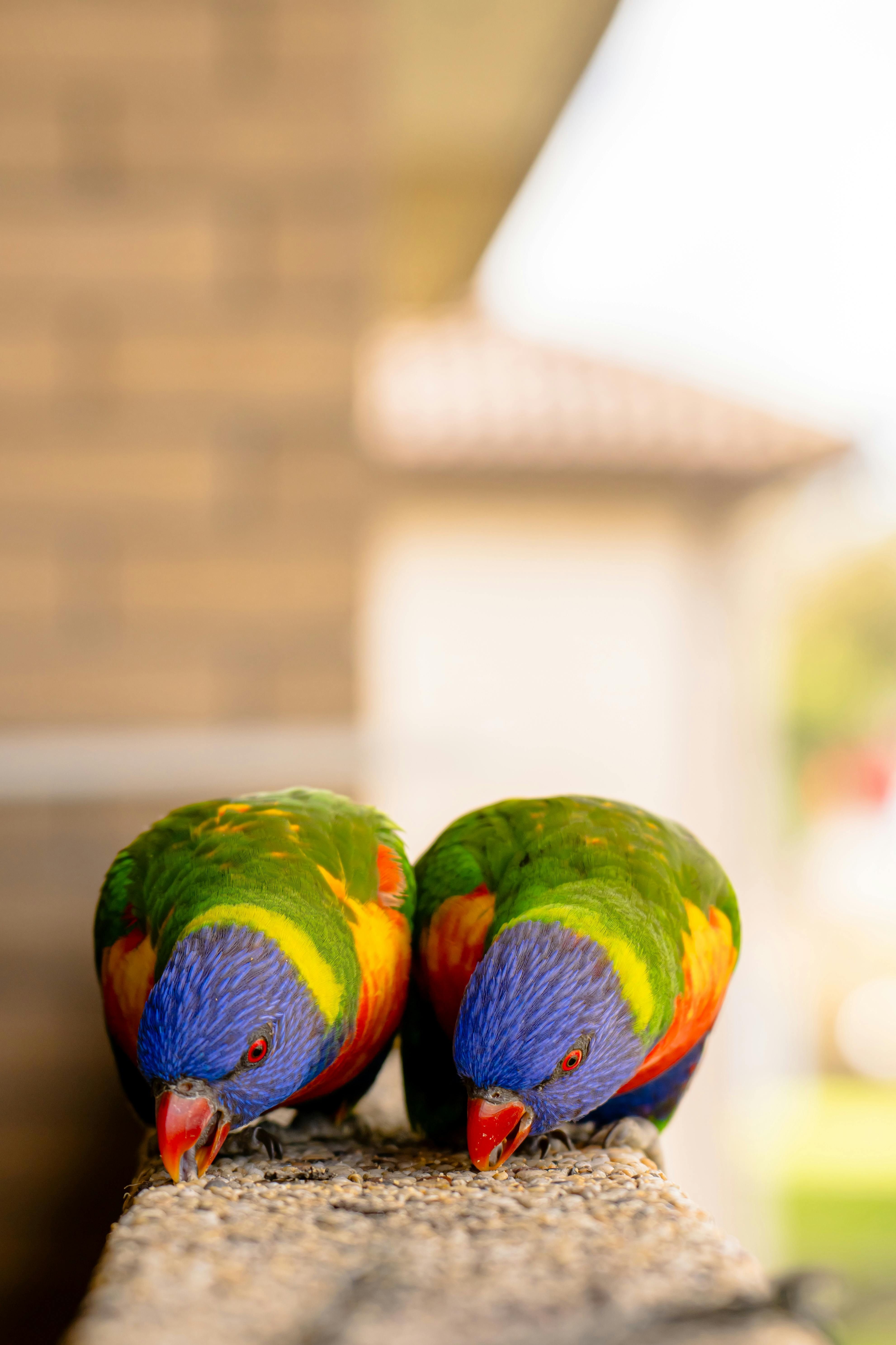 Love birds · Free Stock Photo