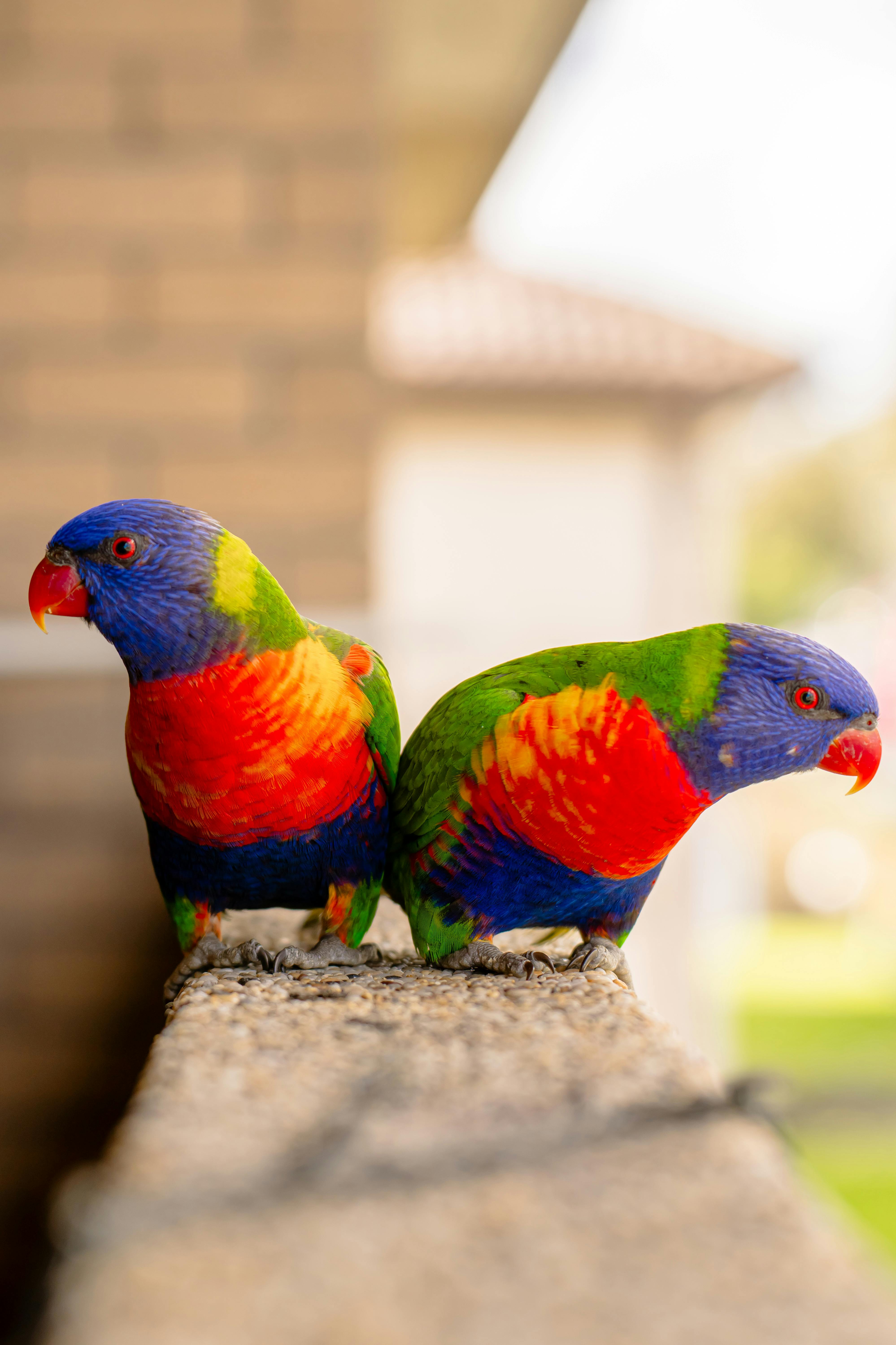 Two colorful birds sitting on a ledge · Free Stock Photo