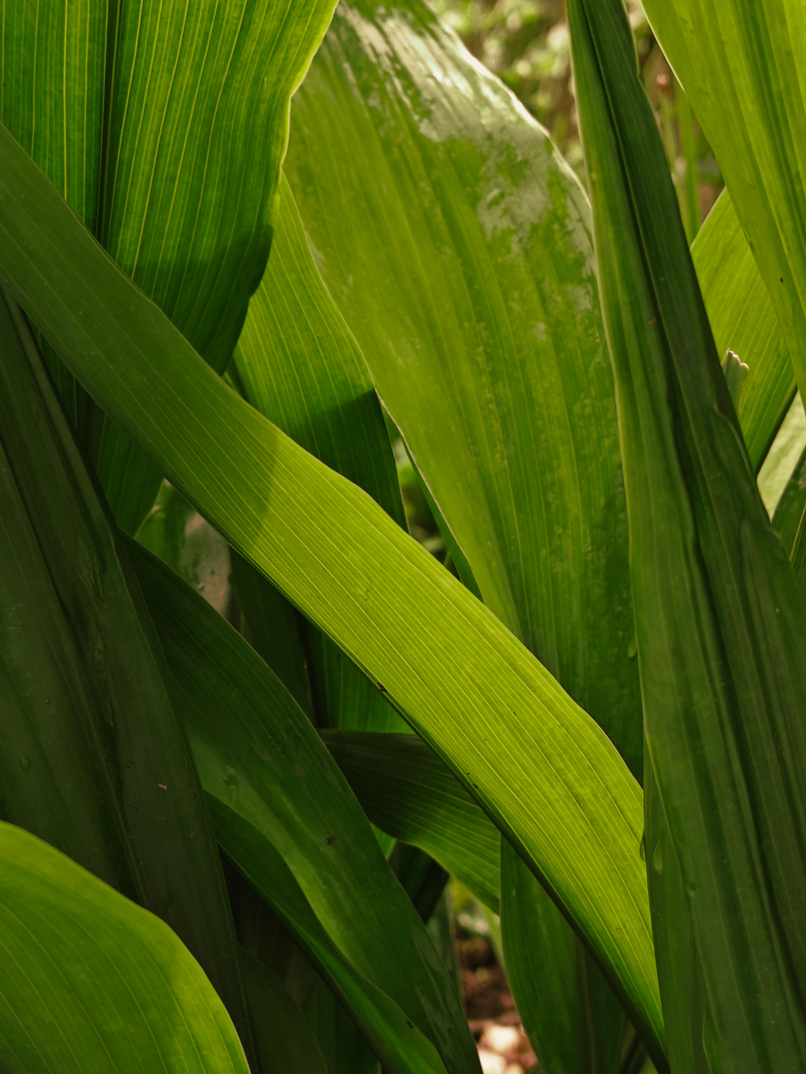 A close up of a green plant with long leaves · Free Stock Photo