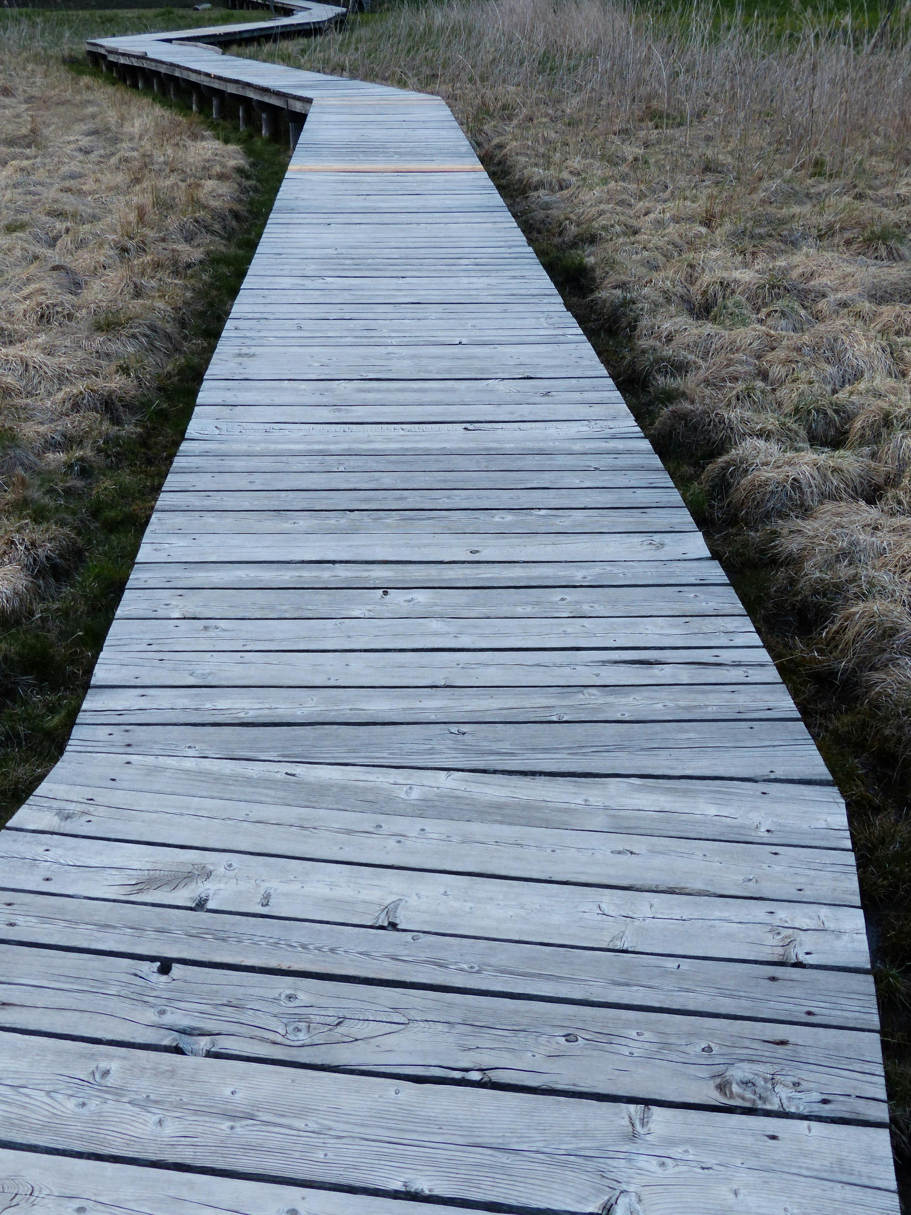 Slatted Wood Pathway Between Trees · Free Stock Photo