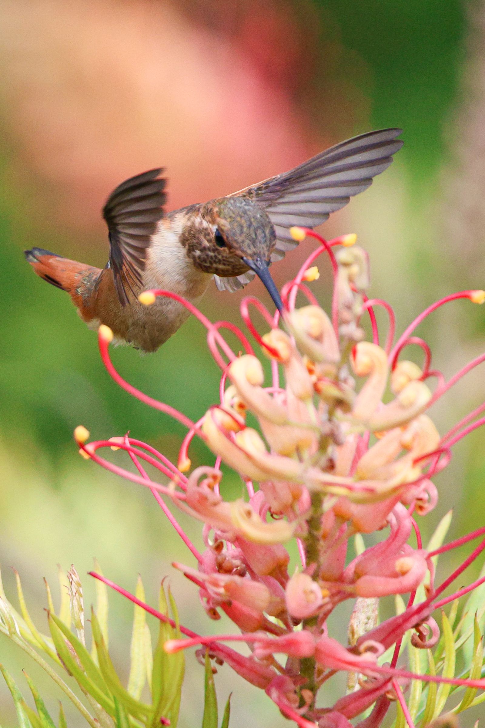 Hummingbird And Flower Photos, Download The BEST Free Hummingbird And ...