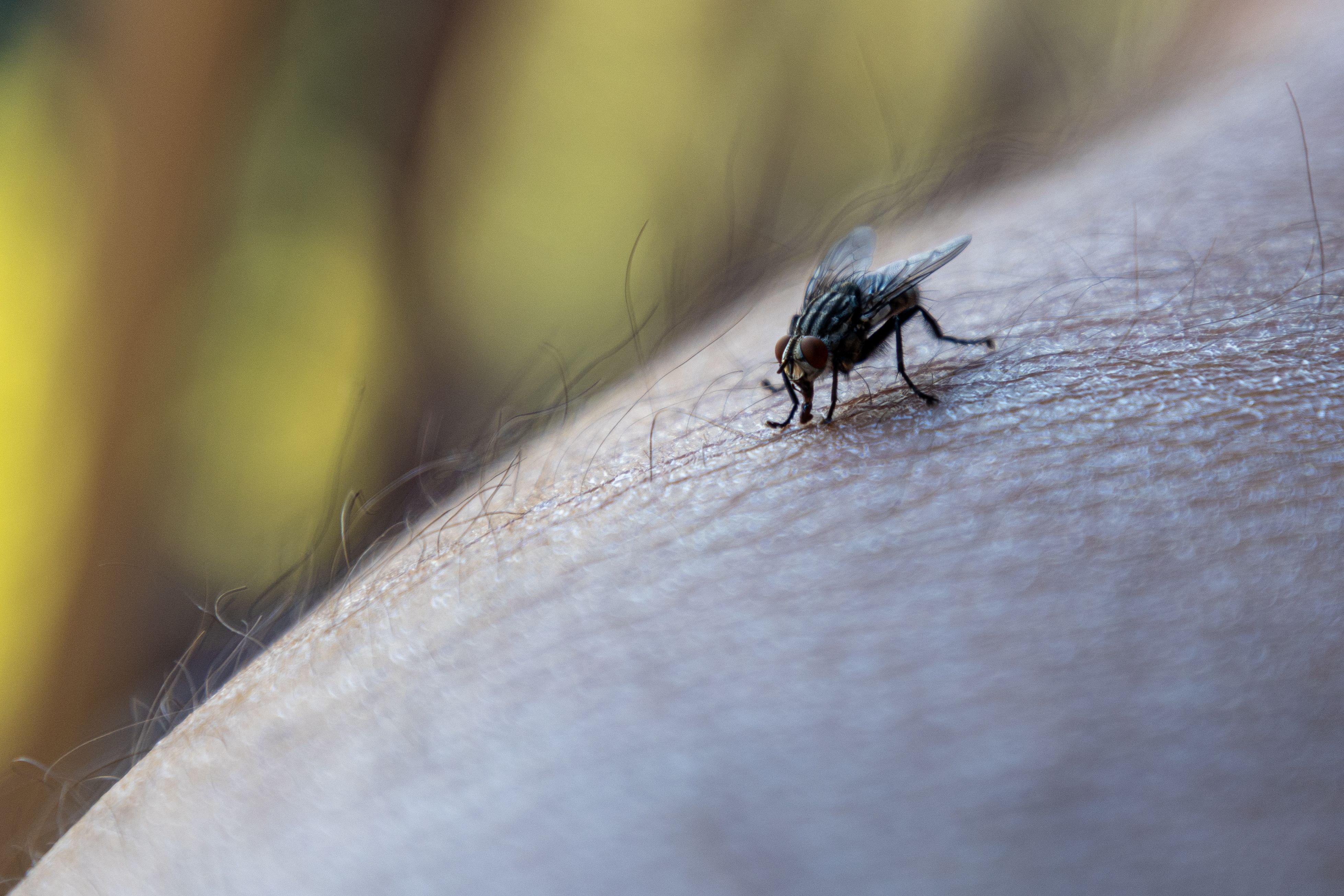 A fly is sitting on the arm of a person · Free Stock Photo