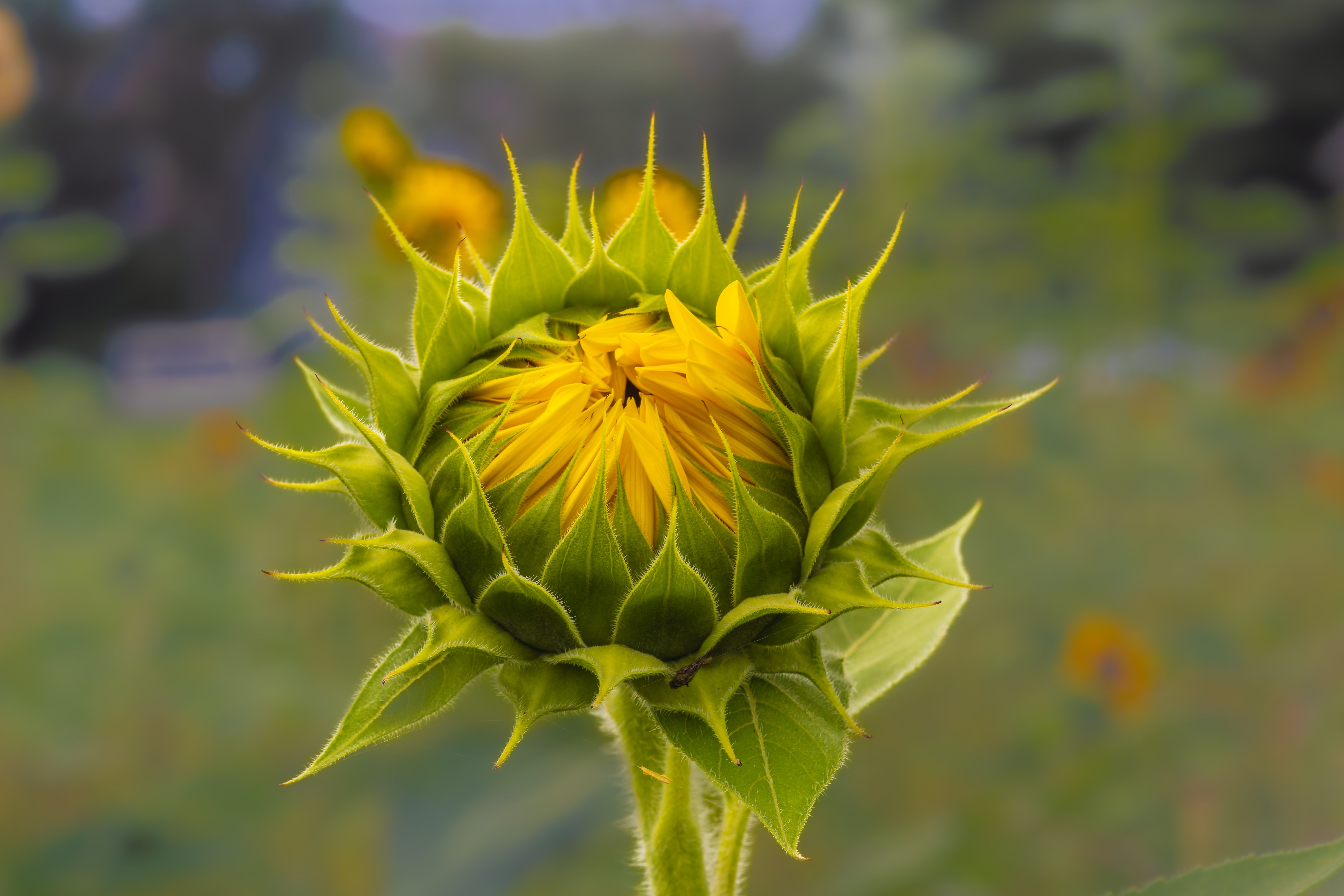 Close-Up Photography of Sunflower · Free Stock Photo