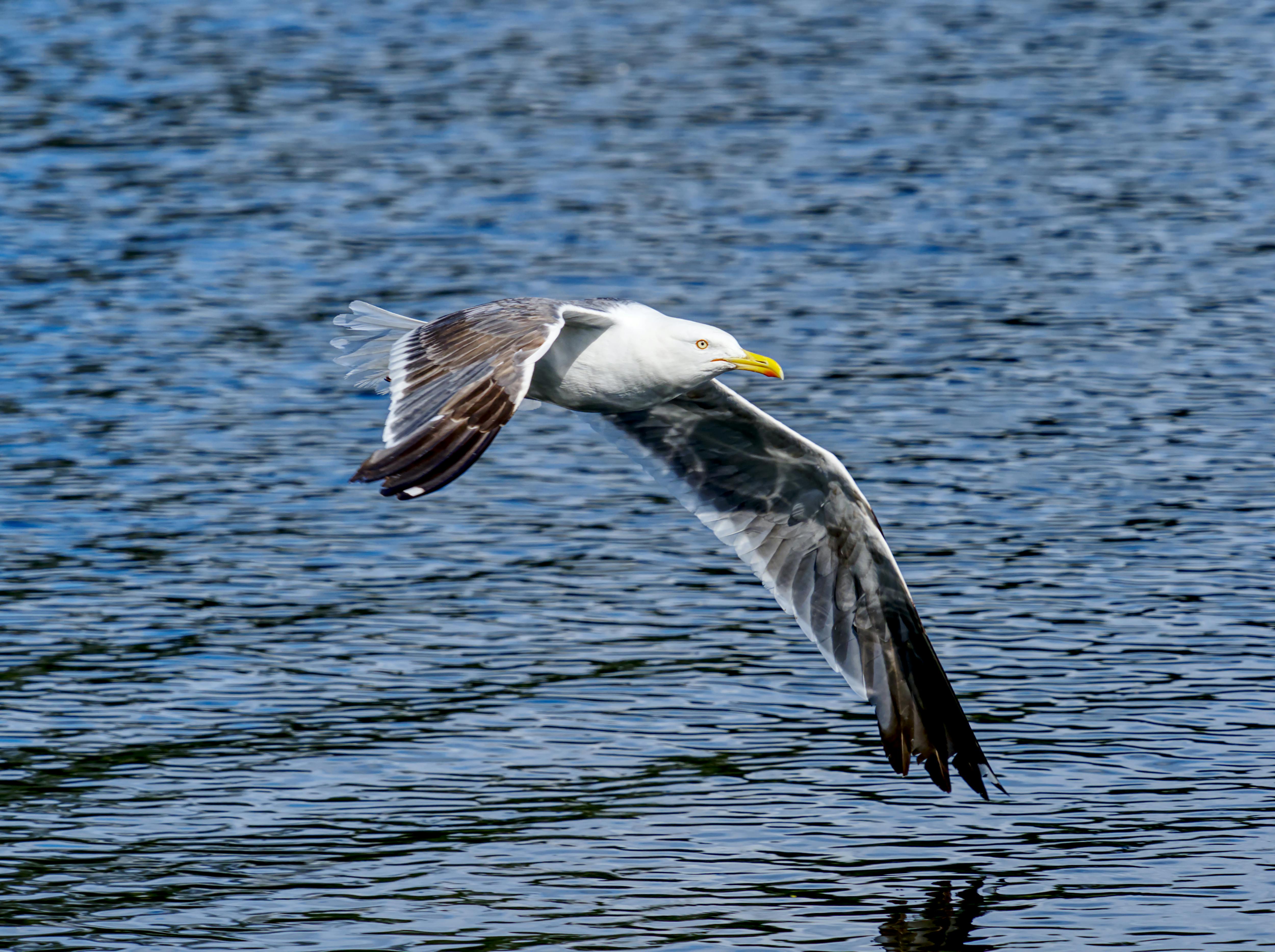 Seagull flying low over water. · Free Stock Photo