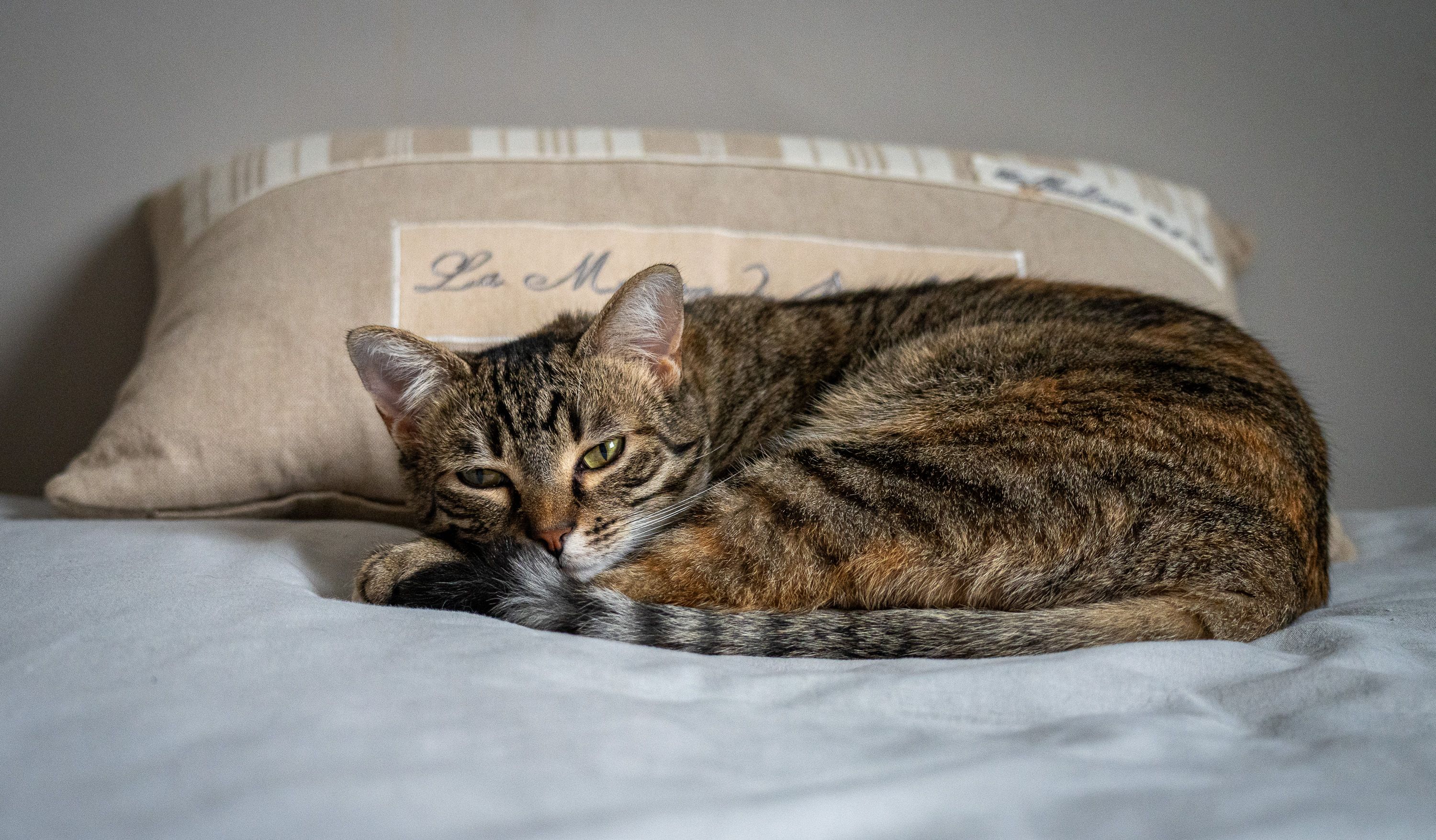 chat · Free Stock Photo