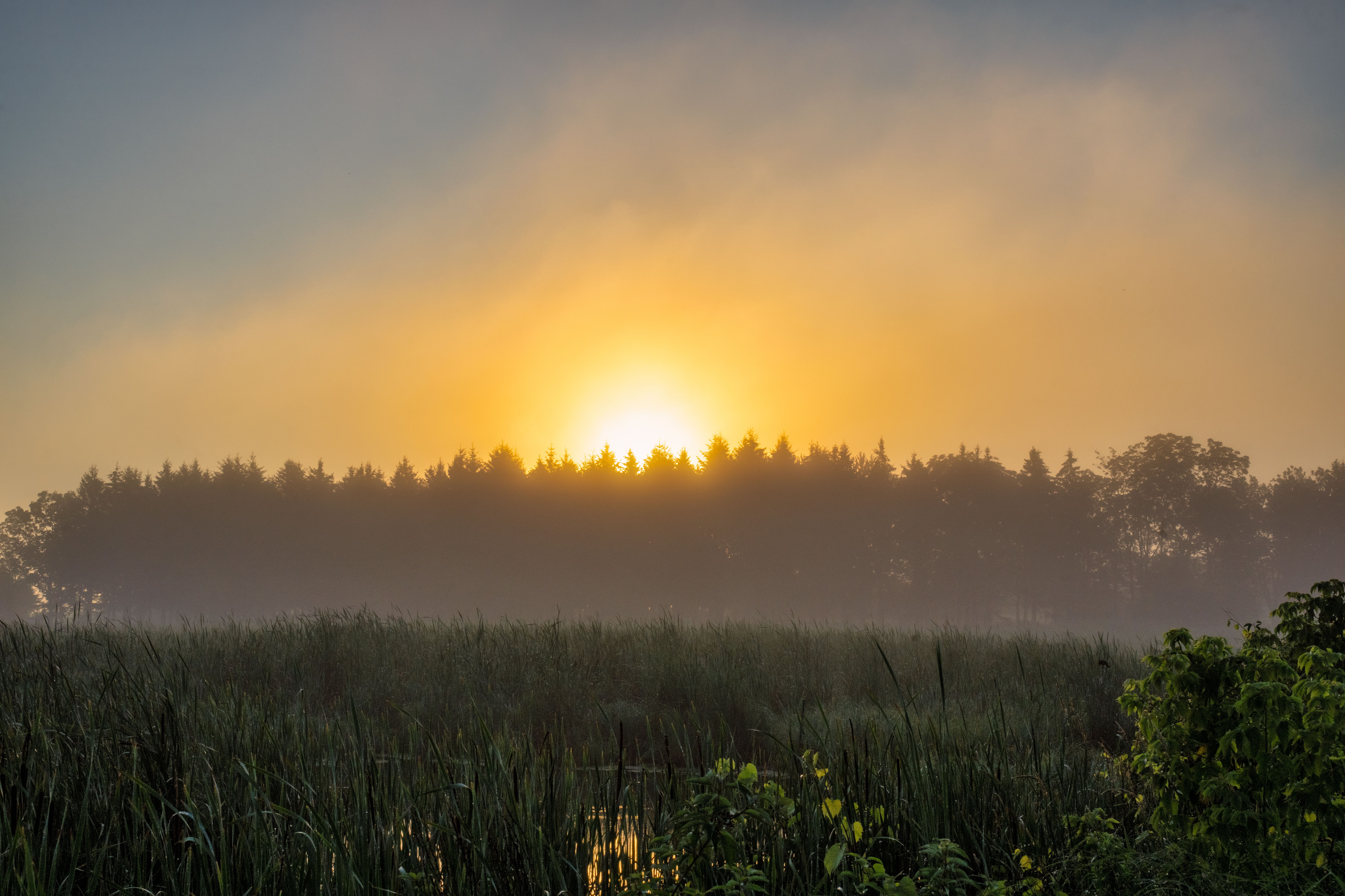 Sunrise over a marsh with fog and trees · Free Stock Photo