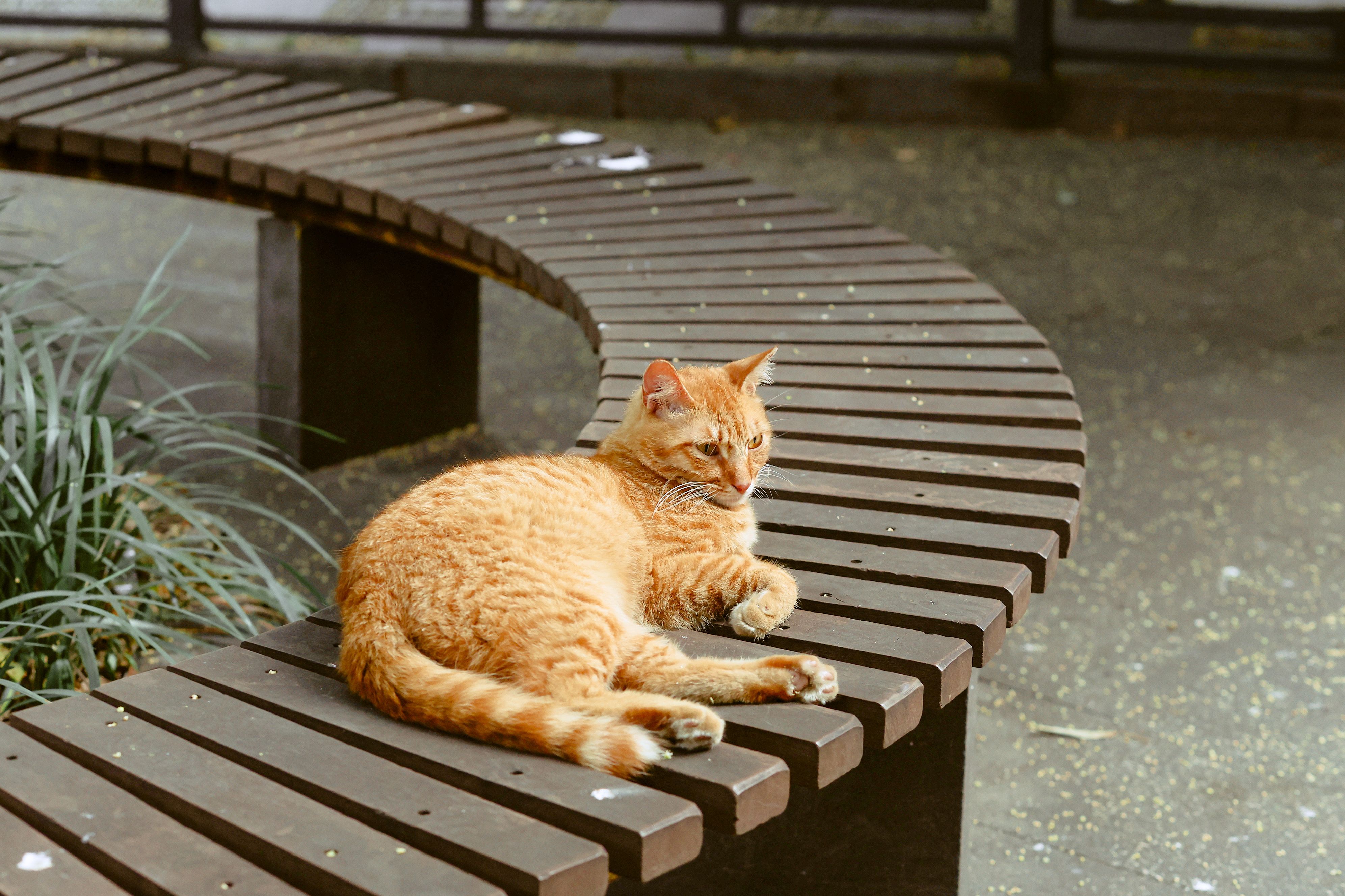 a cat lying on a bench · Free Stock Photo