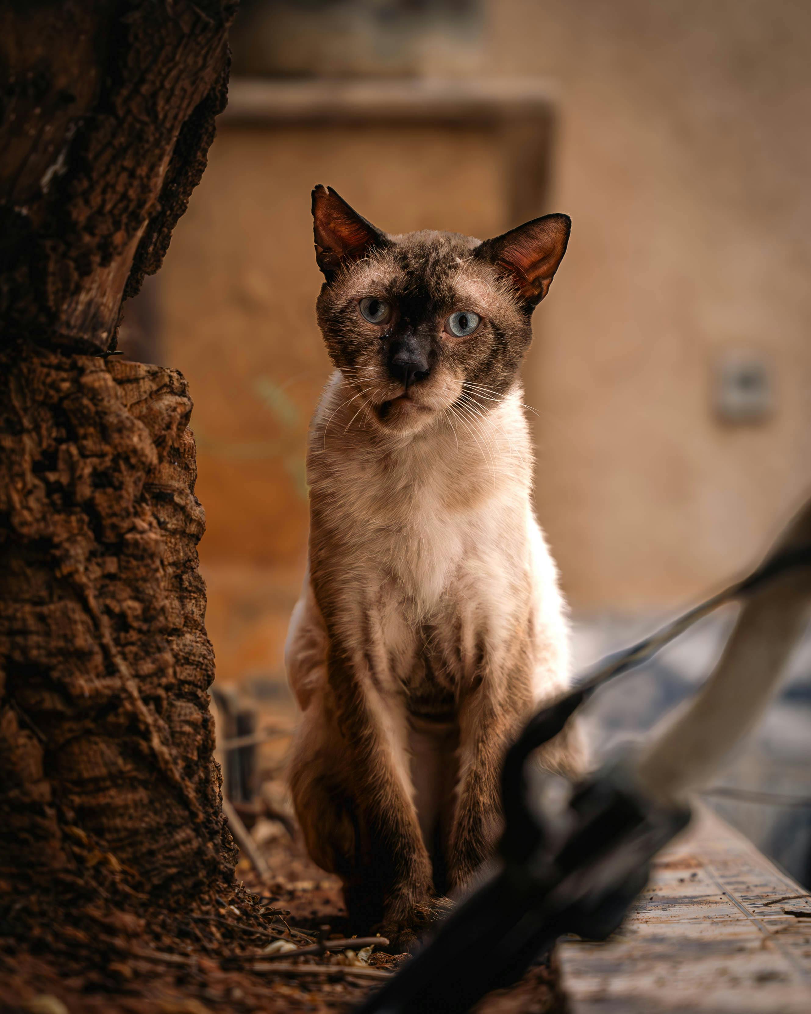 Old Cats · Free Stock Photo