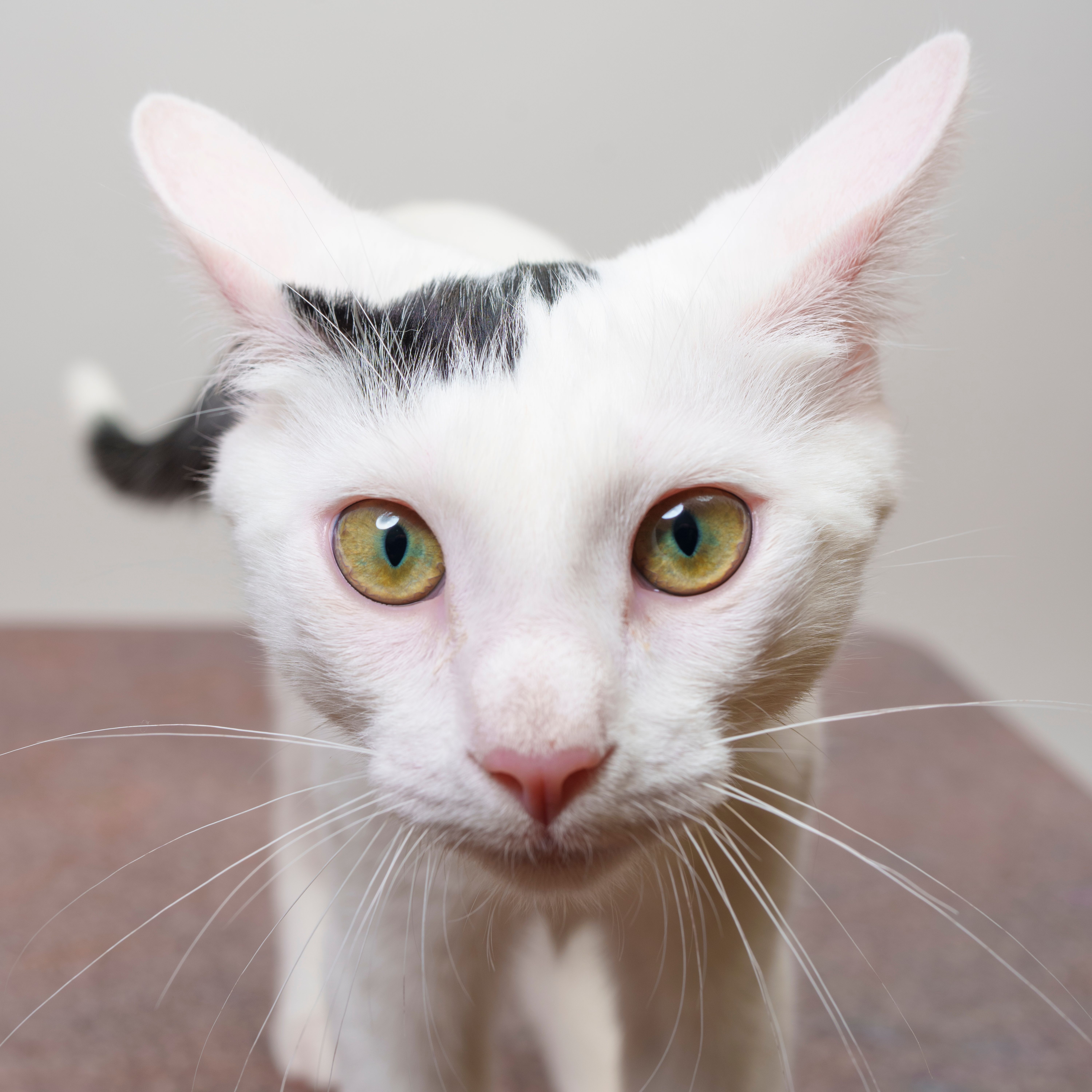 Close up White Kitten Standing Playing · Free Stock Photo