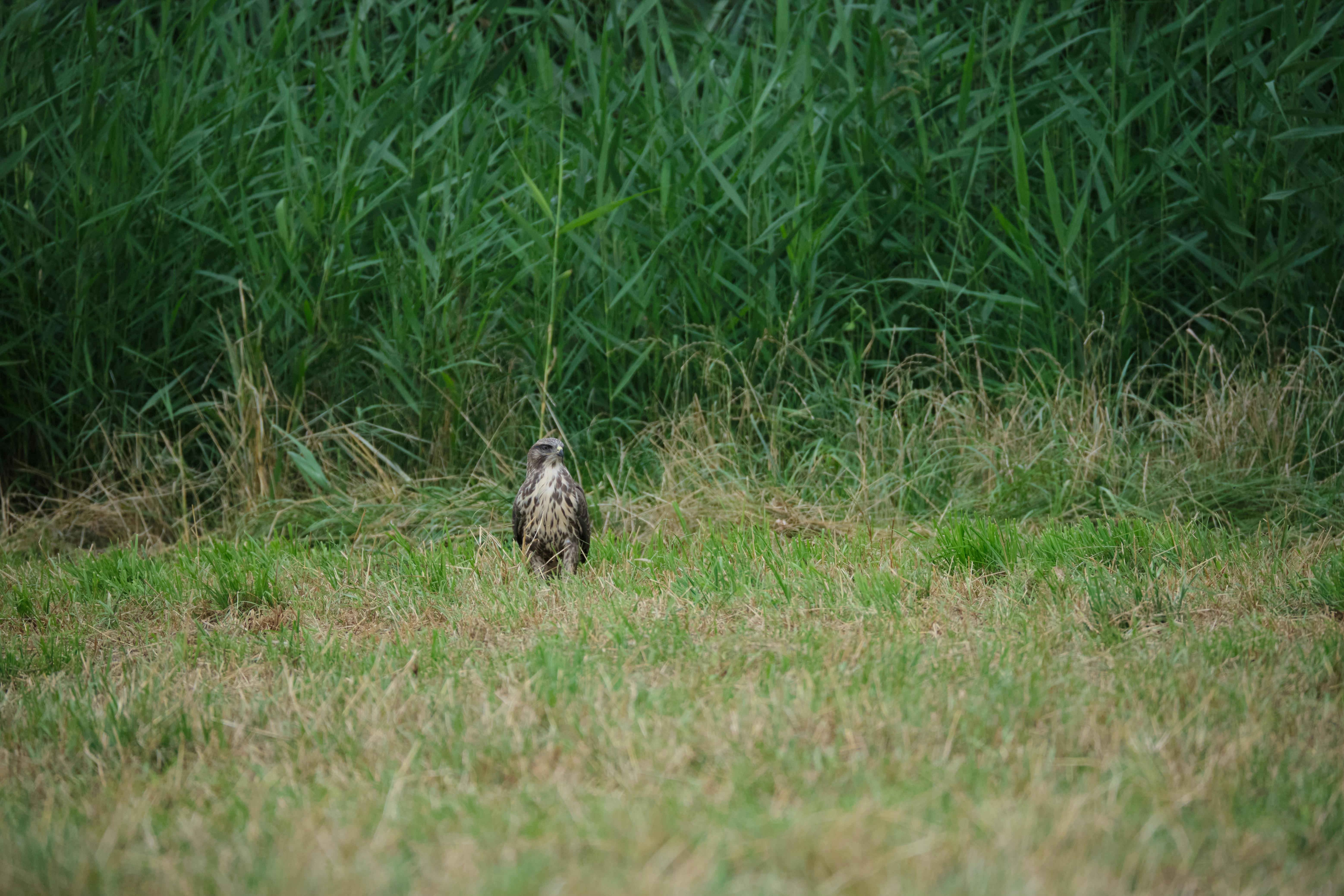 A bird is standing in the grass near tall grass · Free Stock Photo