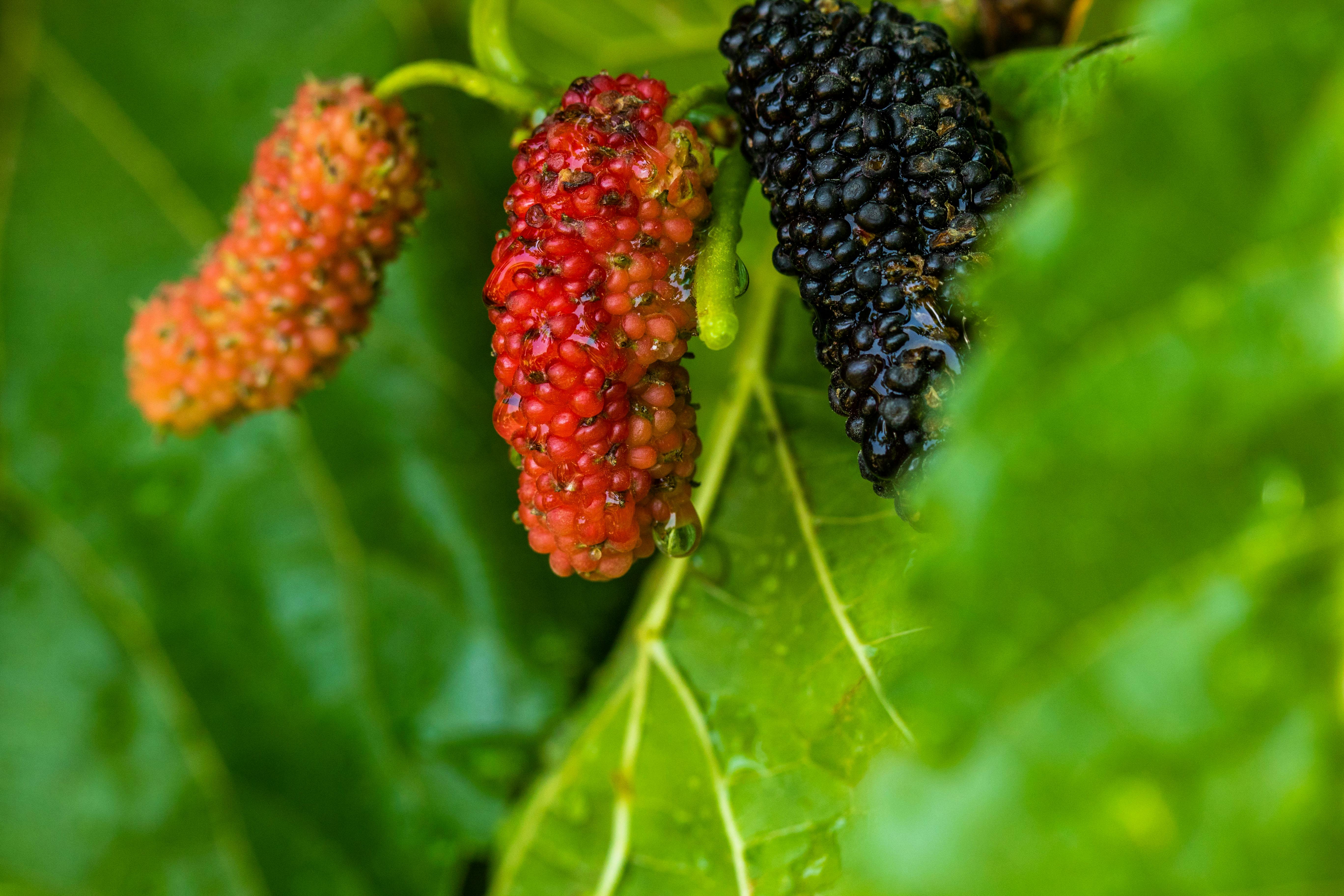 Imagine de stoc gratuită cu dudă, dude, dulce fruct