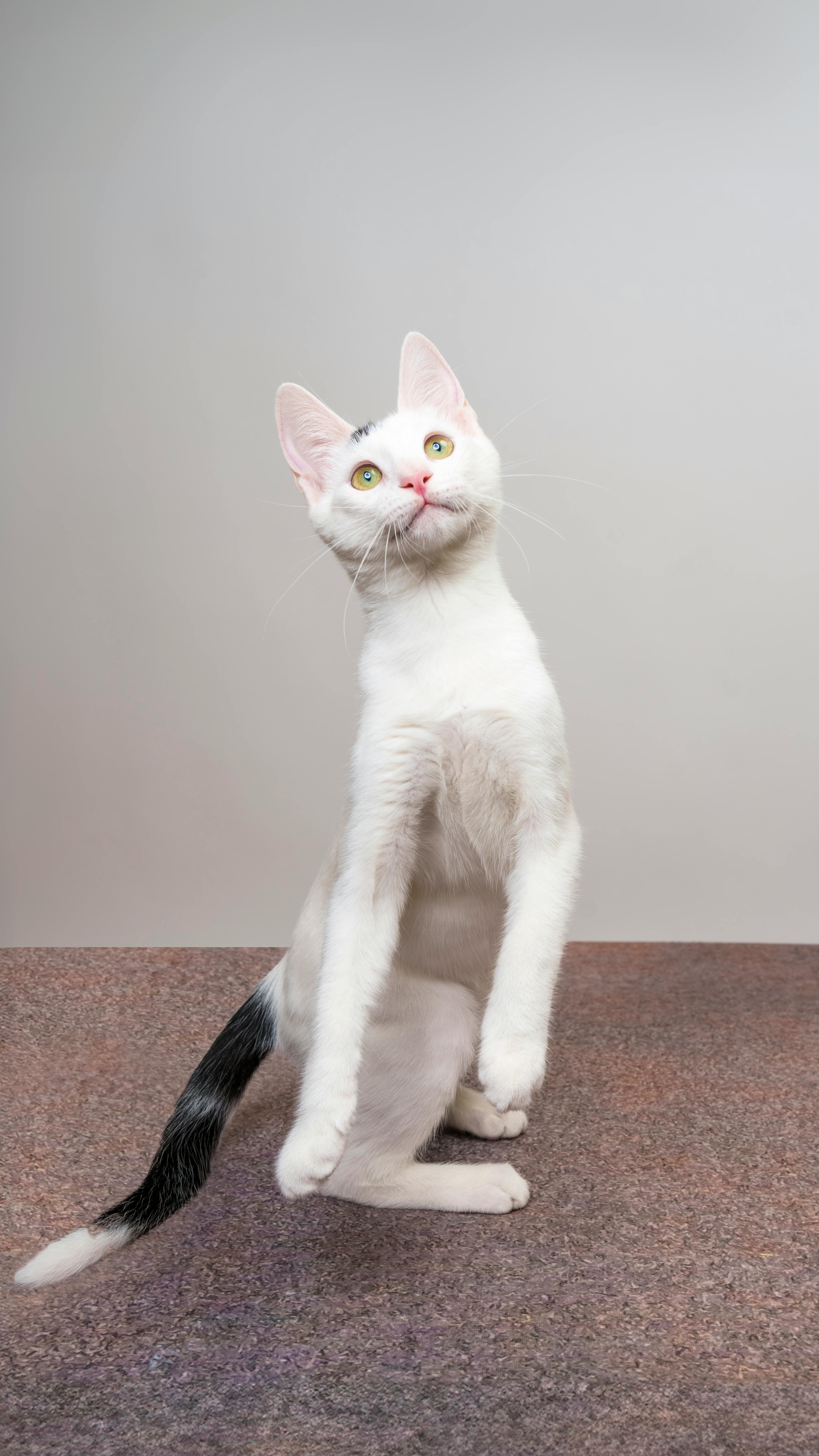 Foto profissional gratuita de #interior, adorável, alerta, américa do ...