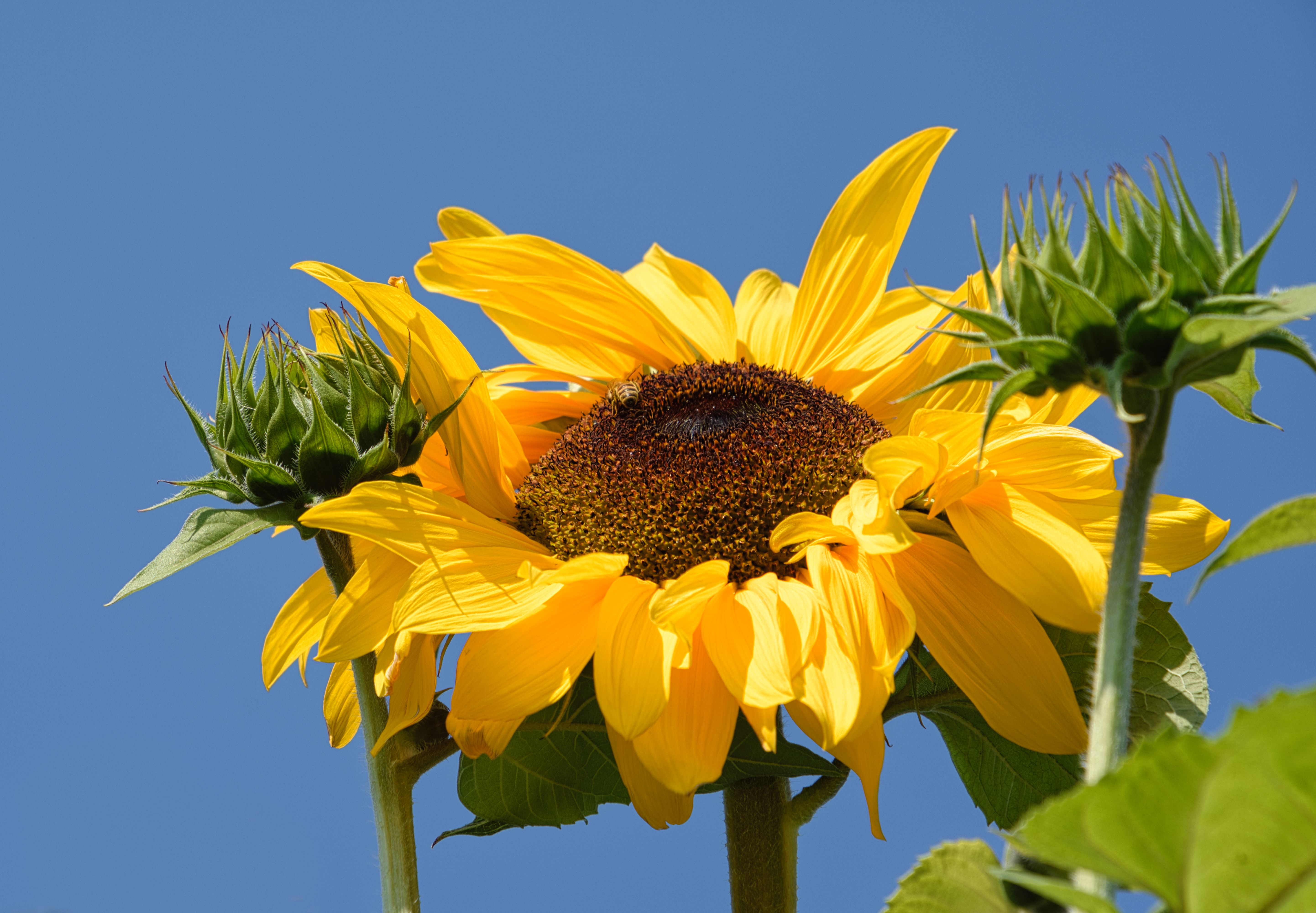 Sunflower · Free Stock Photo