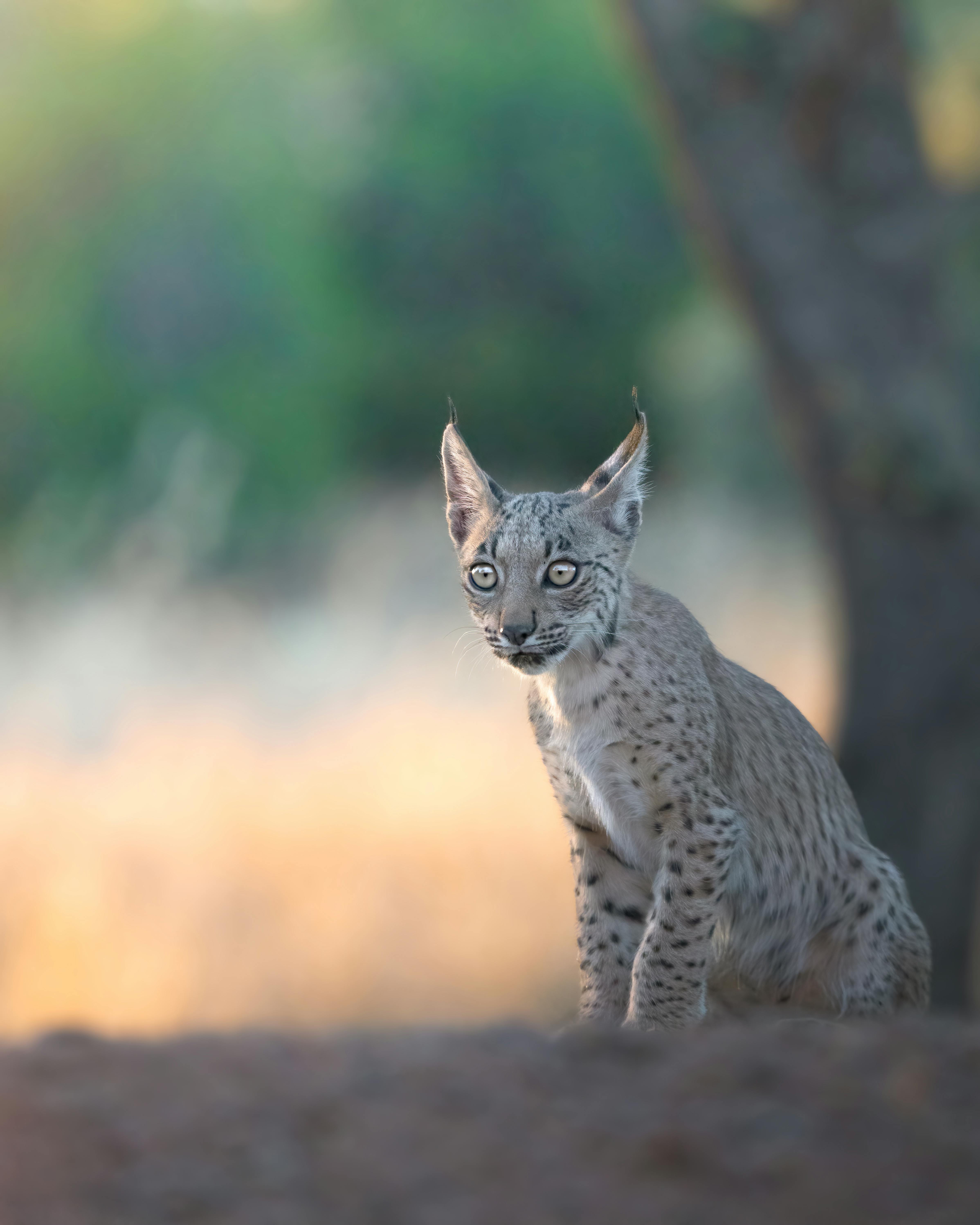 Free Spain Photos, Download The BEST Free Free Spain Stock Photos & HD ...