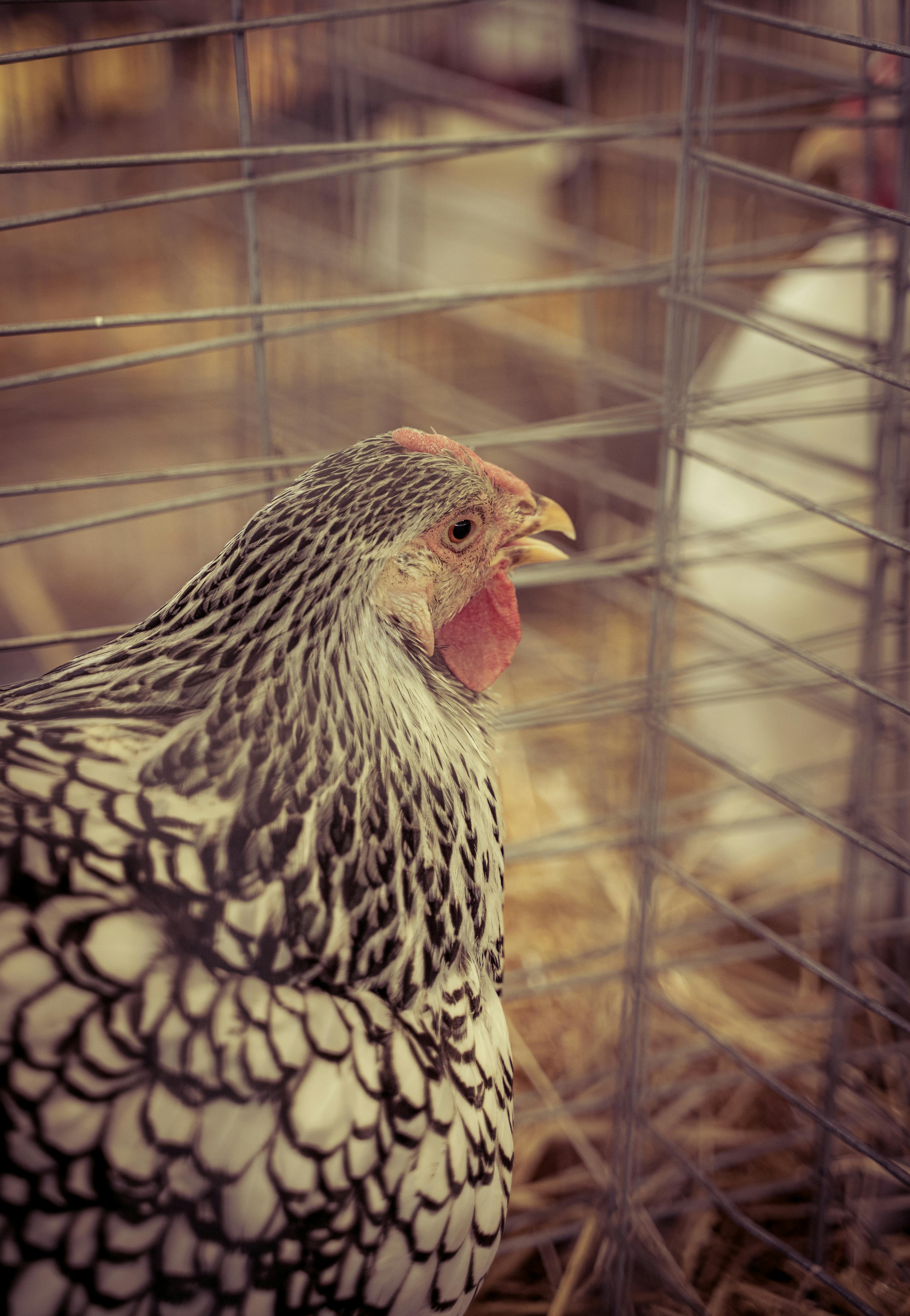 A chicken in a cage · Free Stock Photo