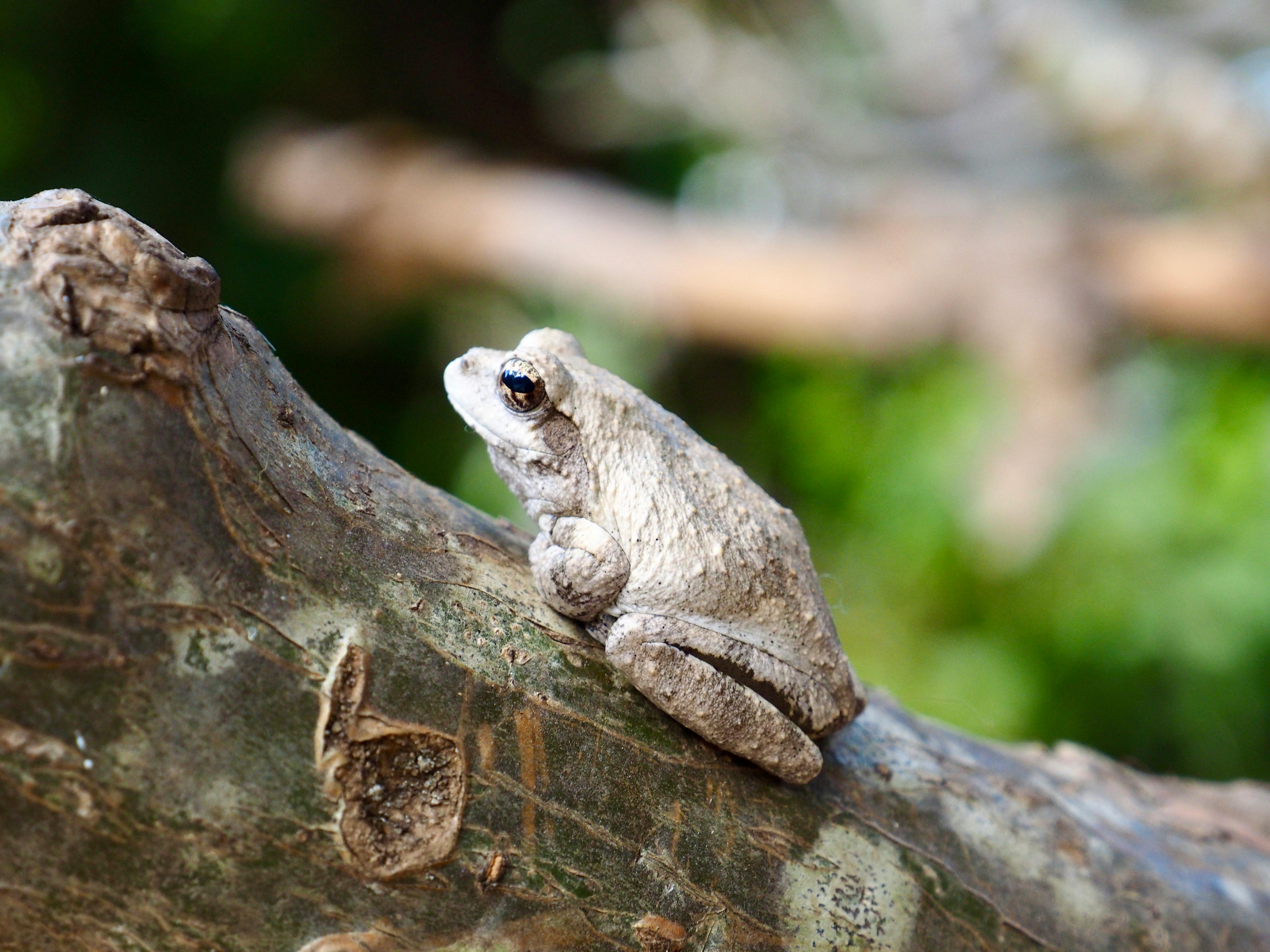 Gratis stockfoto van amfibie, amfibisch, amfibisch wezen, beest ...