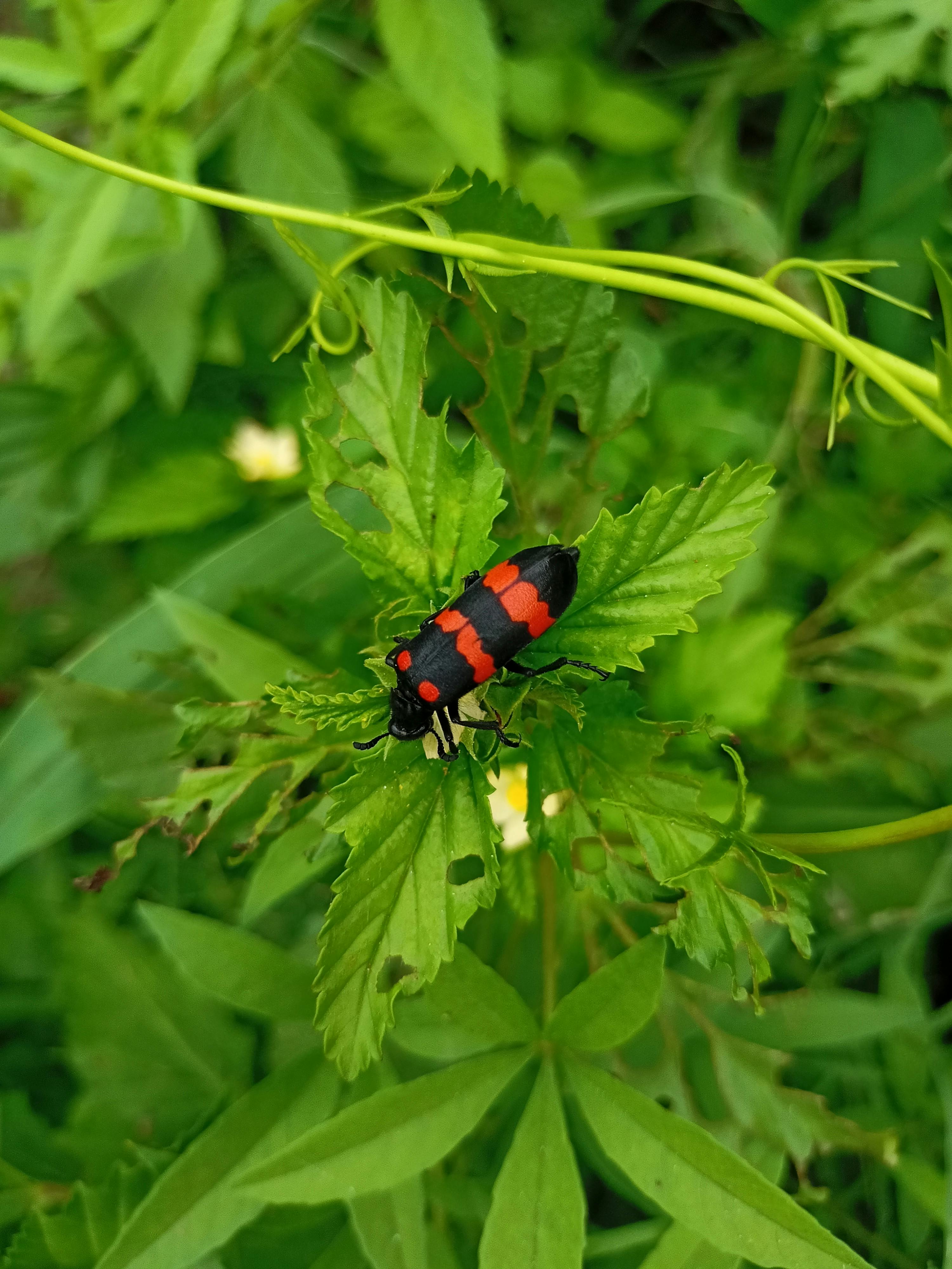 Hycleus · Free Stock Photo