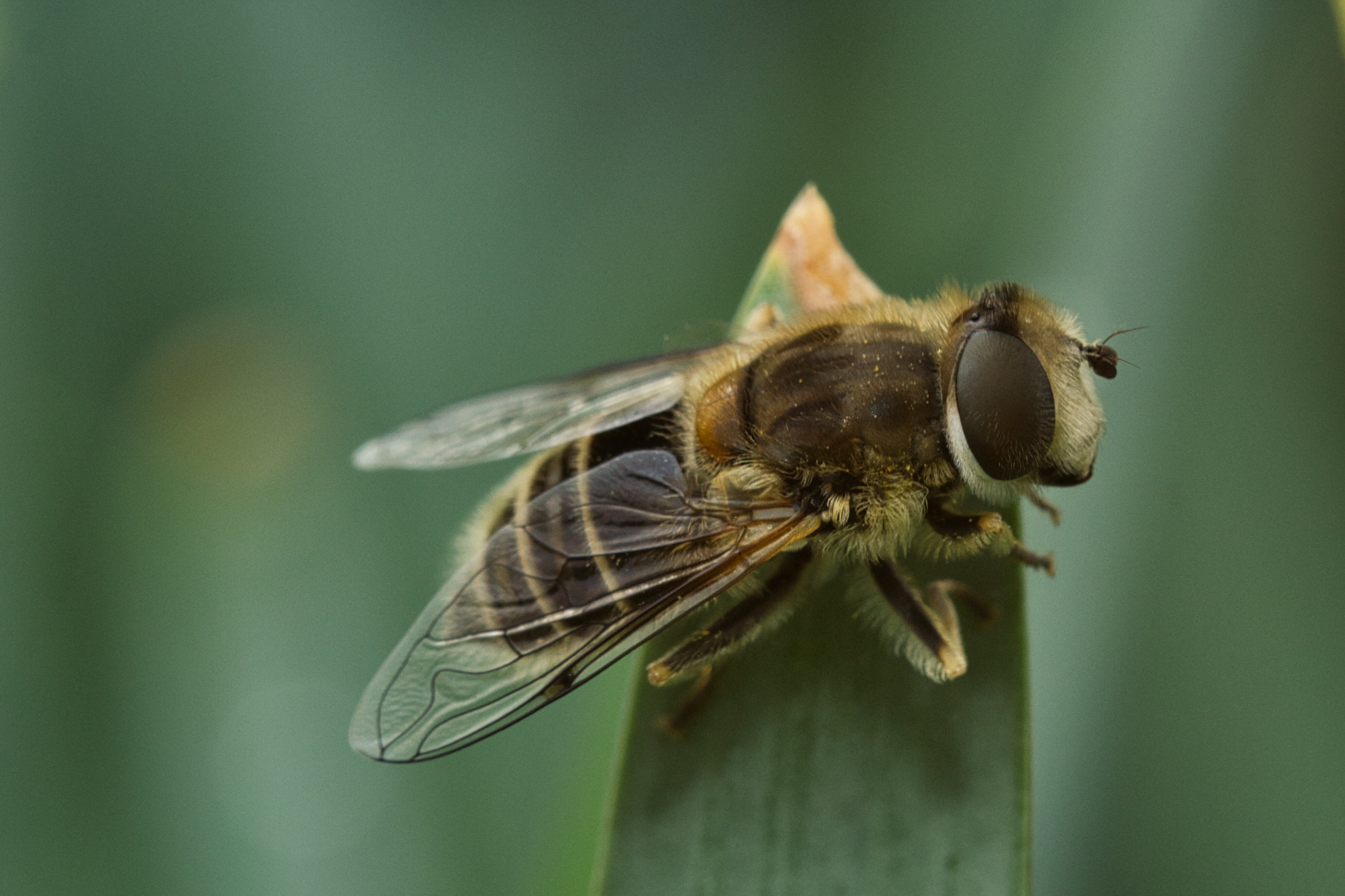 A small brown and white fly sitting on a green leaf · Free Stock Photo