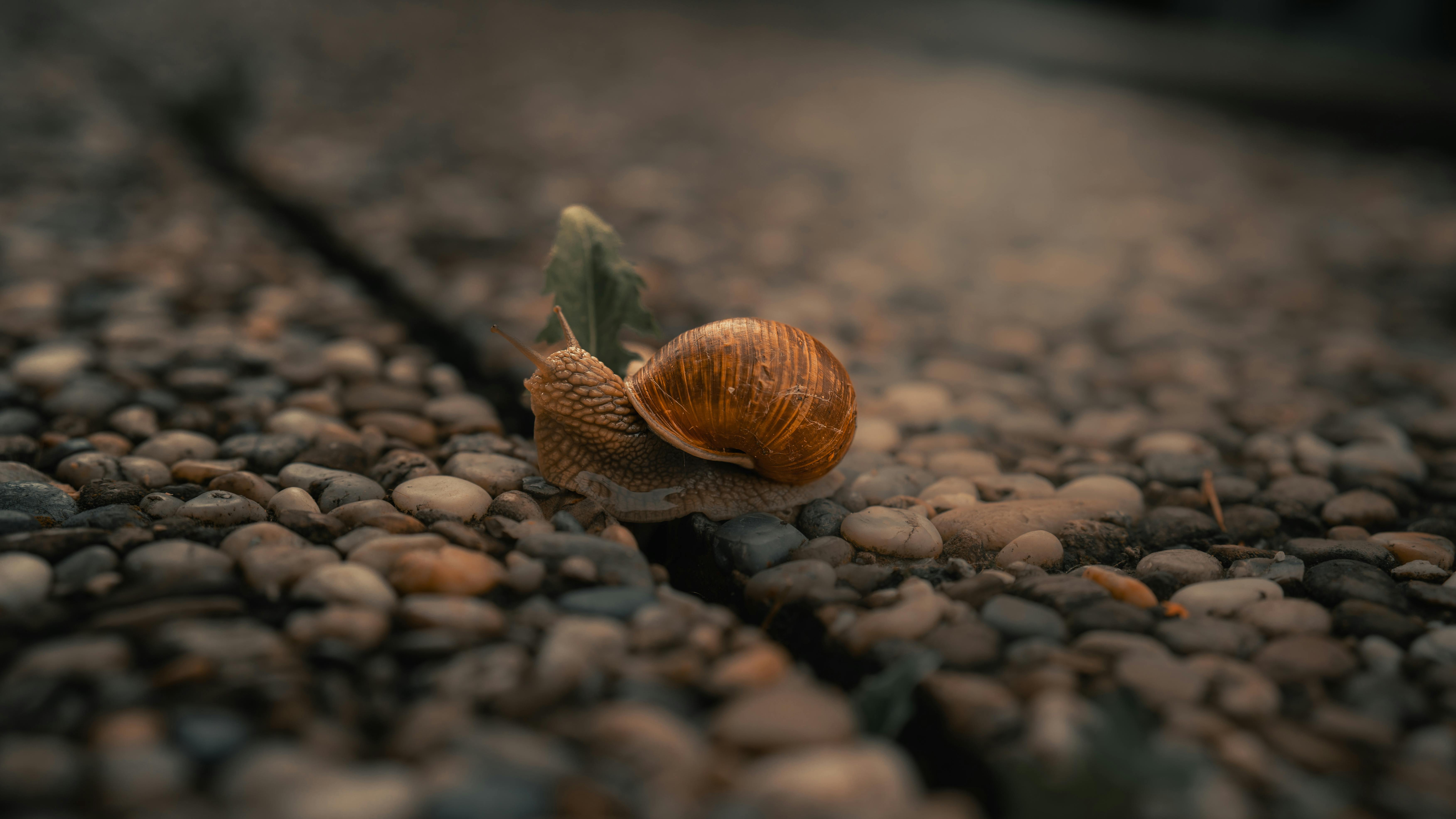 Snail In Motion Photos, Download The BEST Free Snail In Motion Stock ...