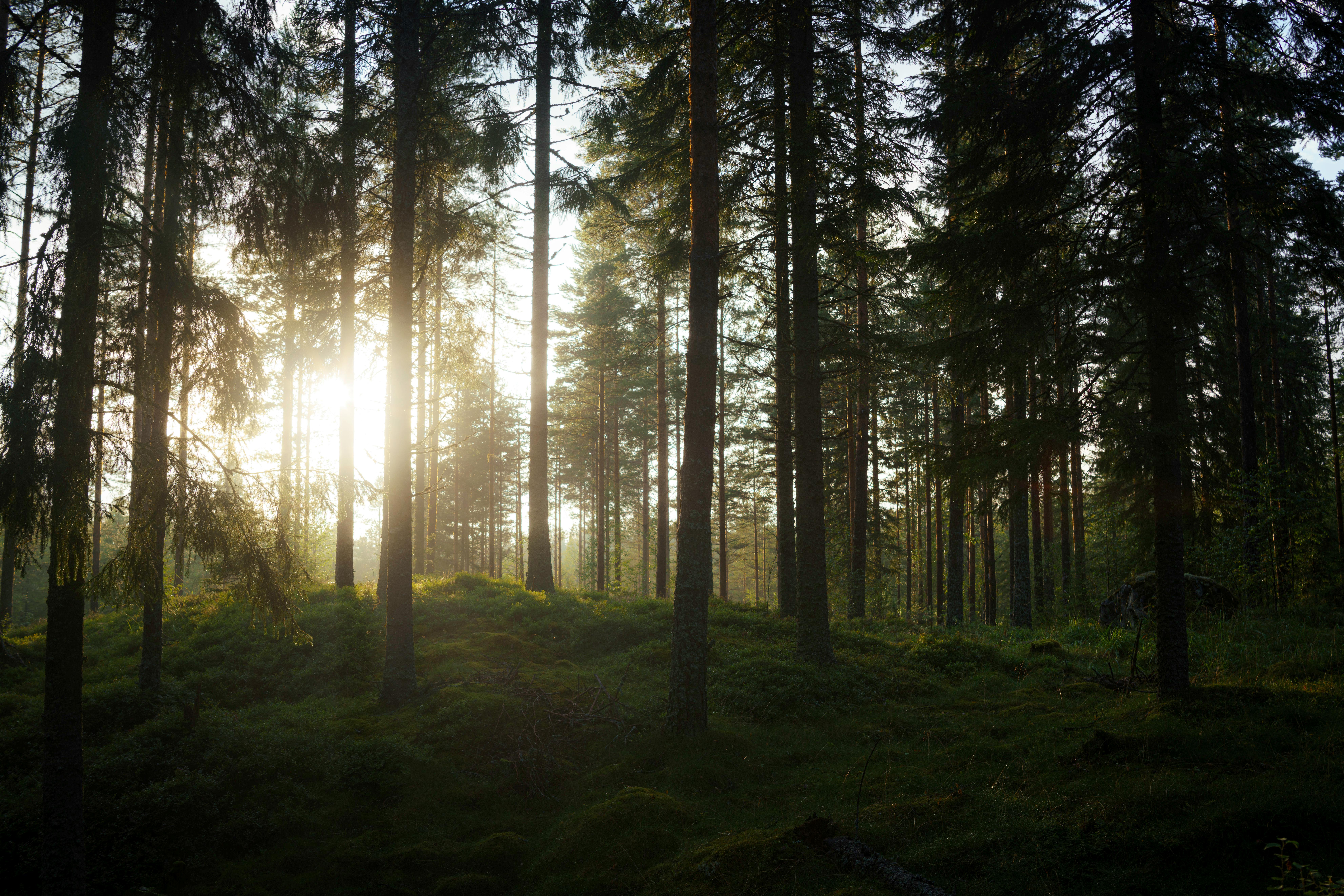 The Sun Shining Through the Brown Trees in the Forest · Free Stock Photo