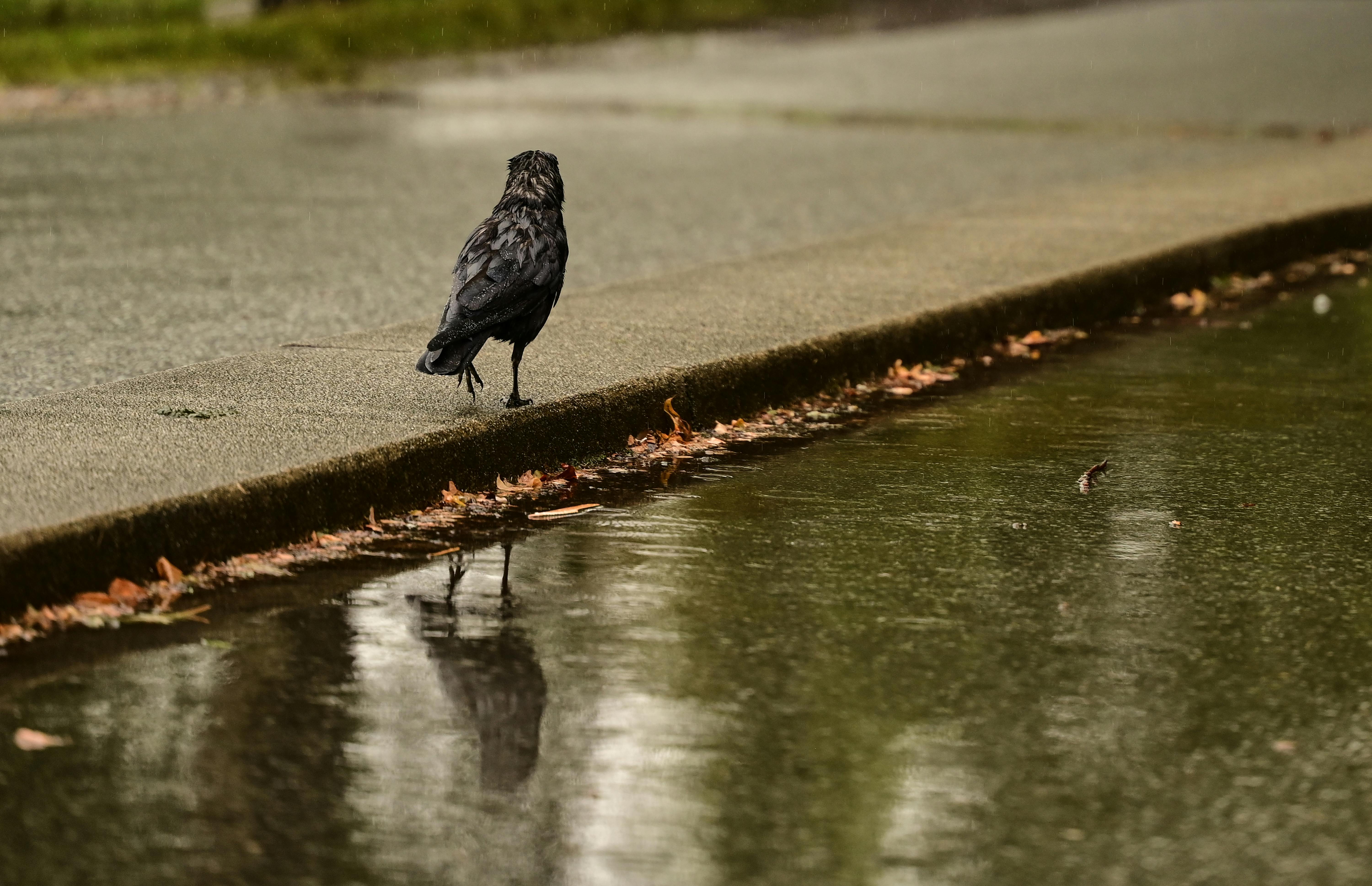 A puddle reflects a rain soaked crow strutting along a sidewalk · Free ...