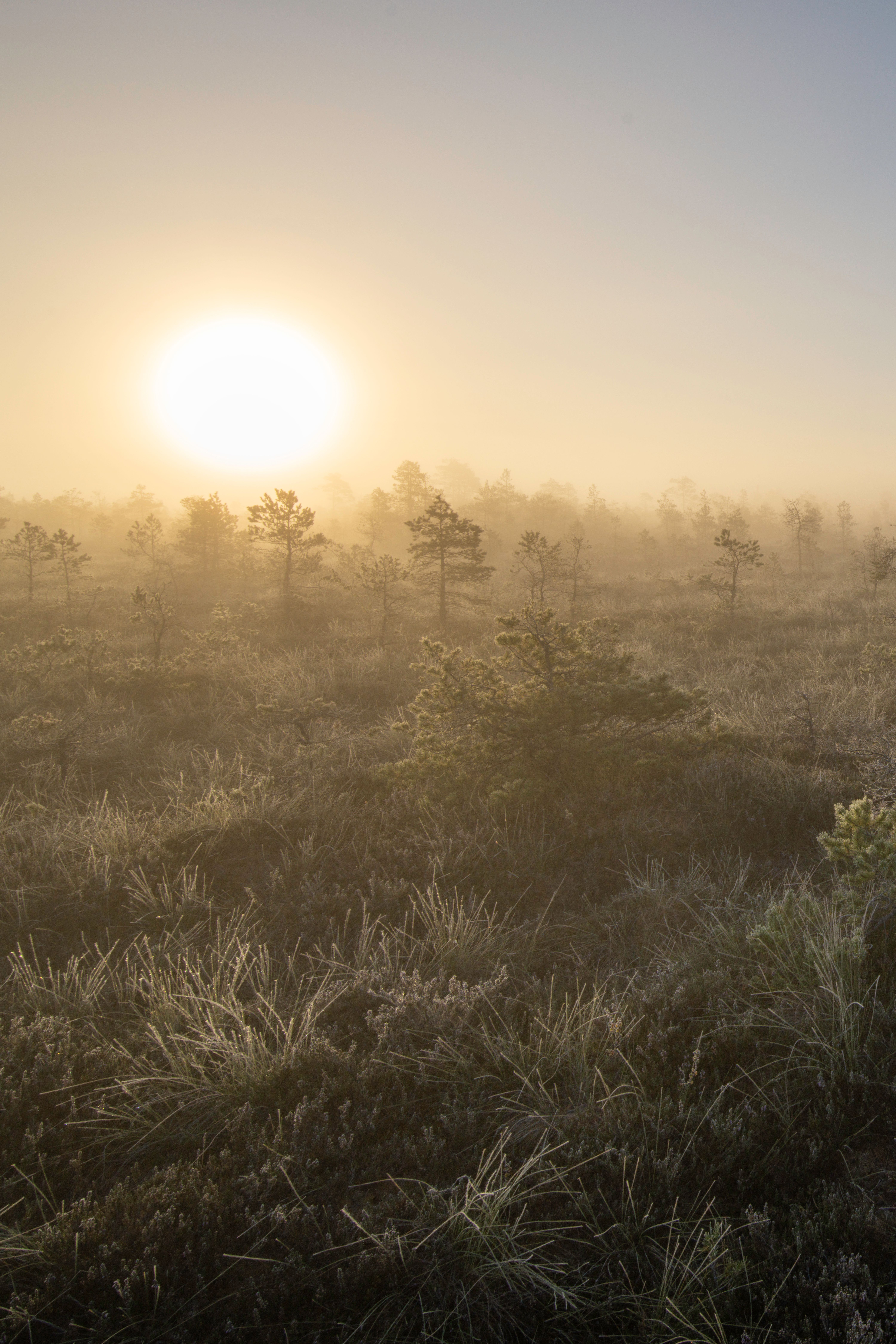 Bog Fog 3 · Free Stock Photo