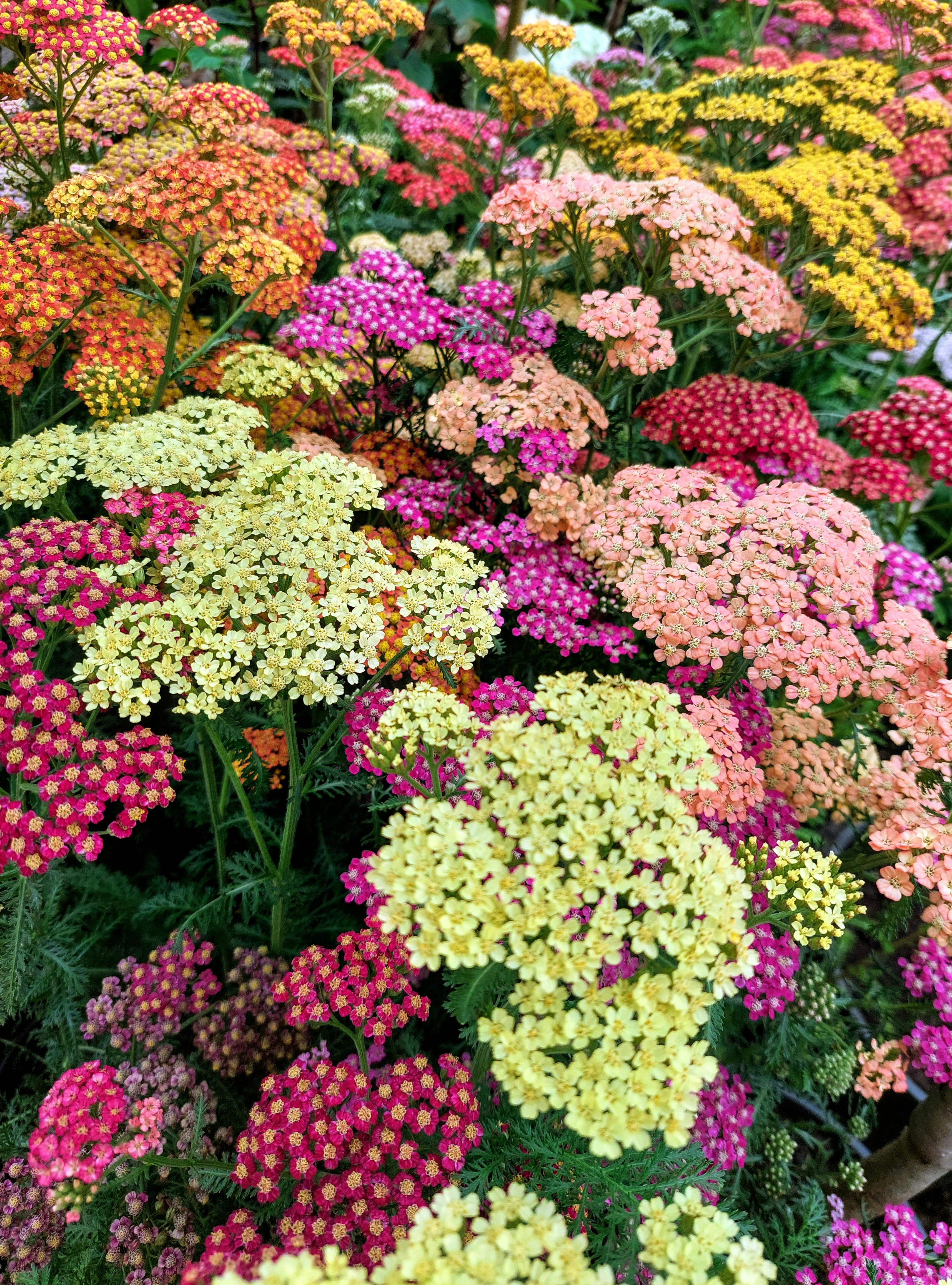 A large display of colorful flowers in a garden · Free Stock Photo