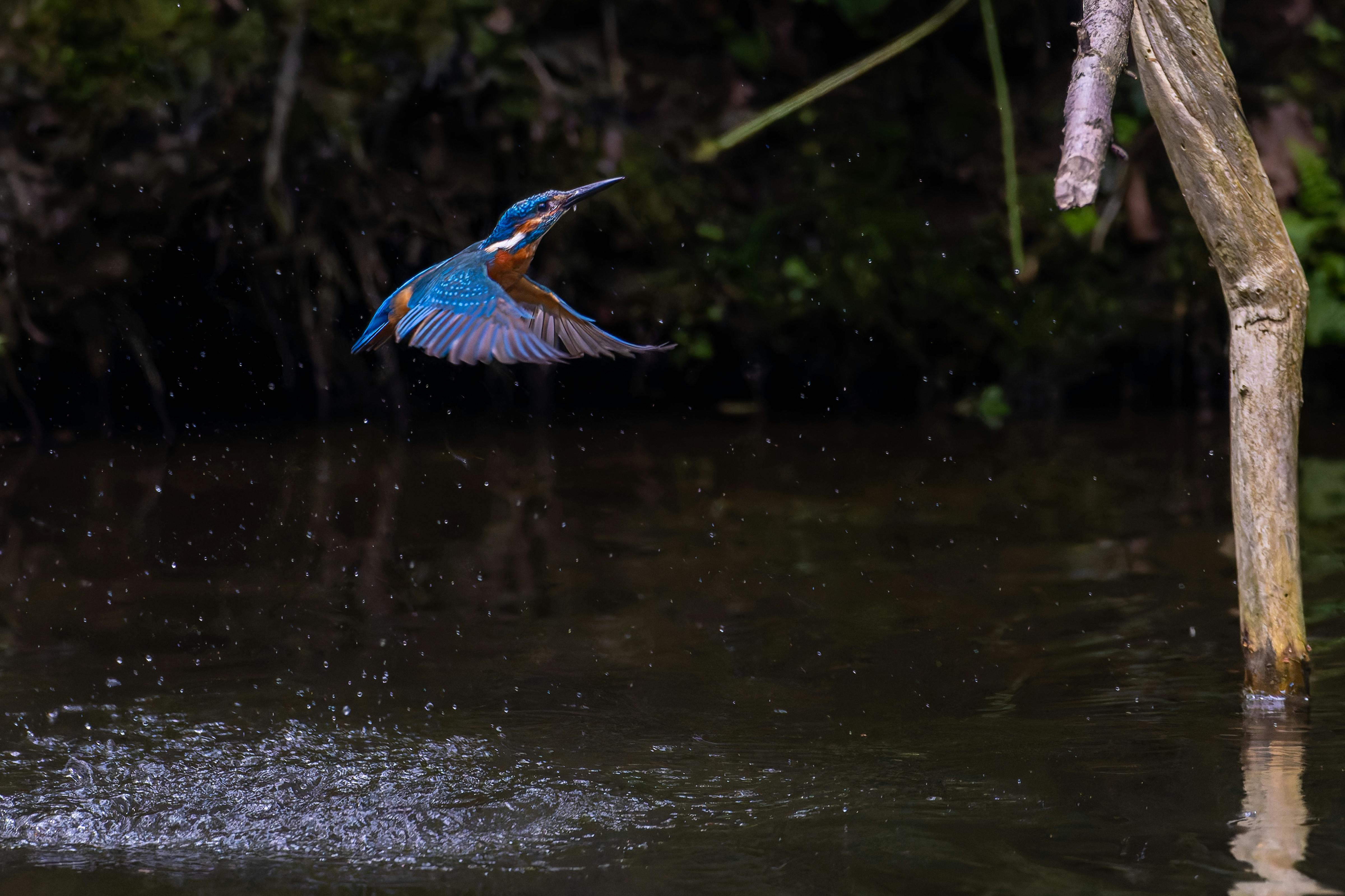 Imagine de stoc gratuită cu acțiune, albastru, animal, apă, apă ...