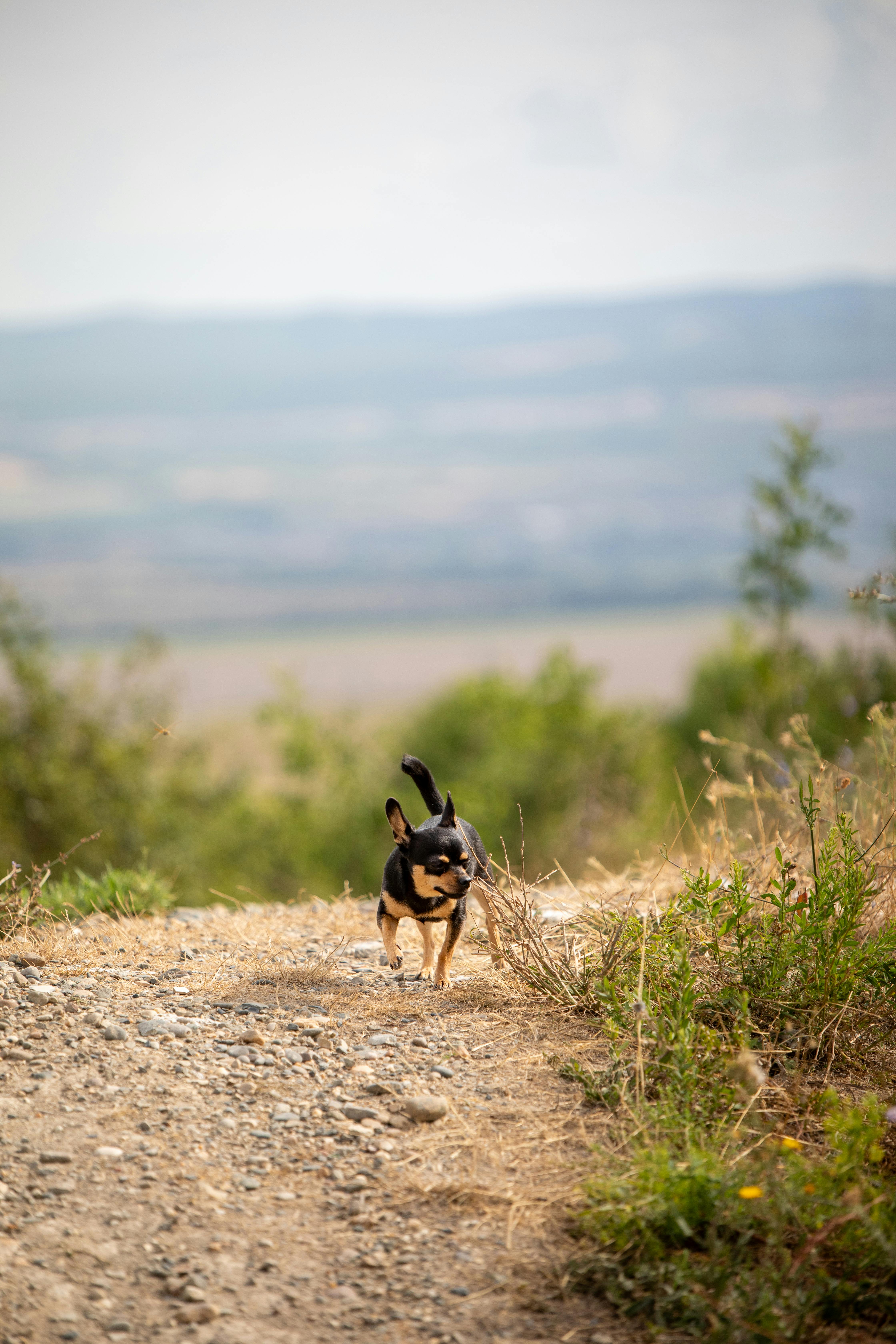 A dog running down a dirt road · Free Stock Photo