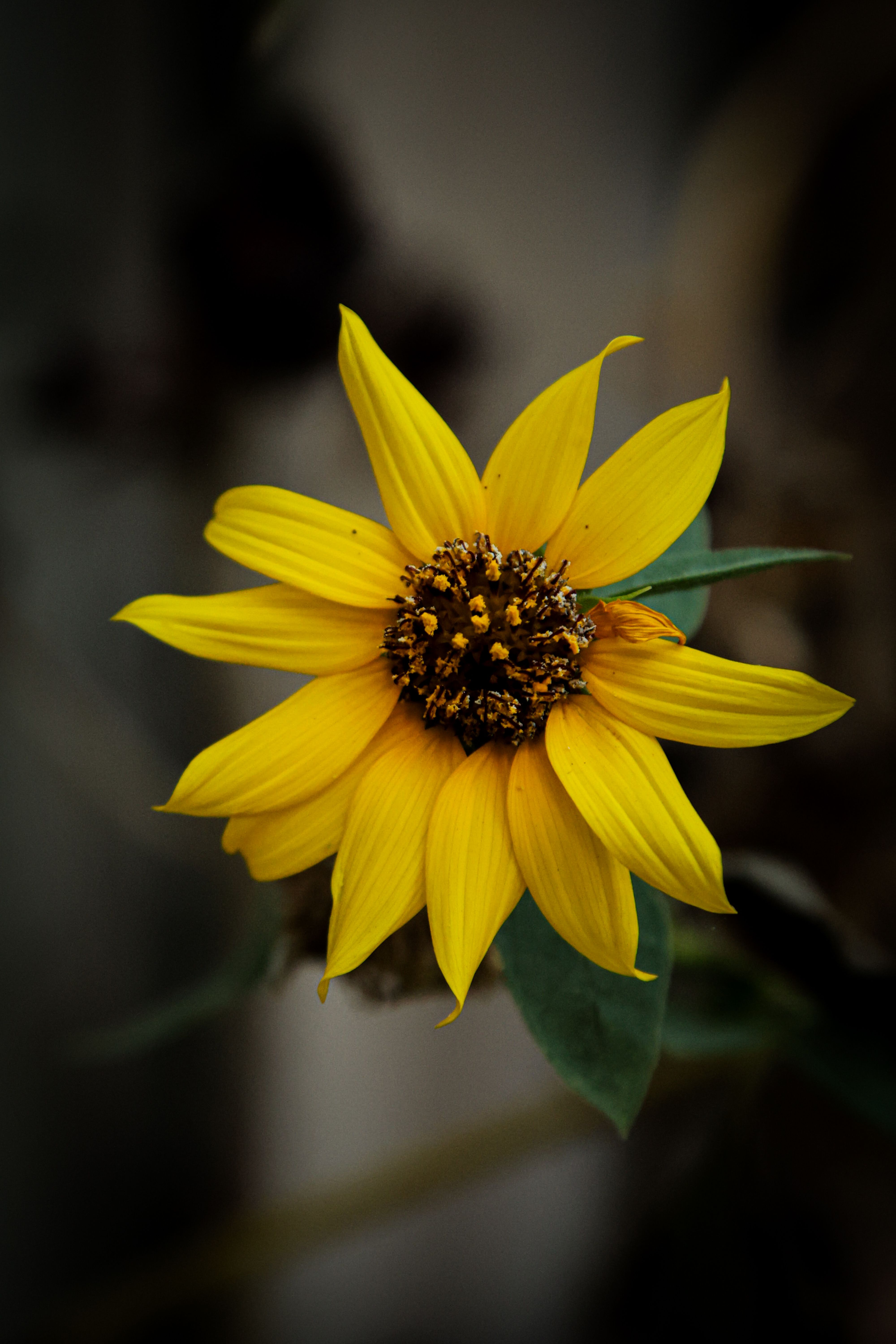 Single Sunflower Wallpaper