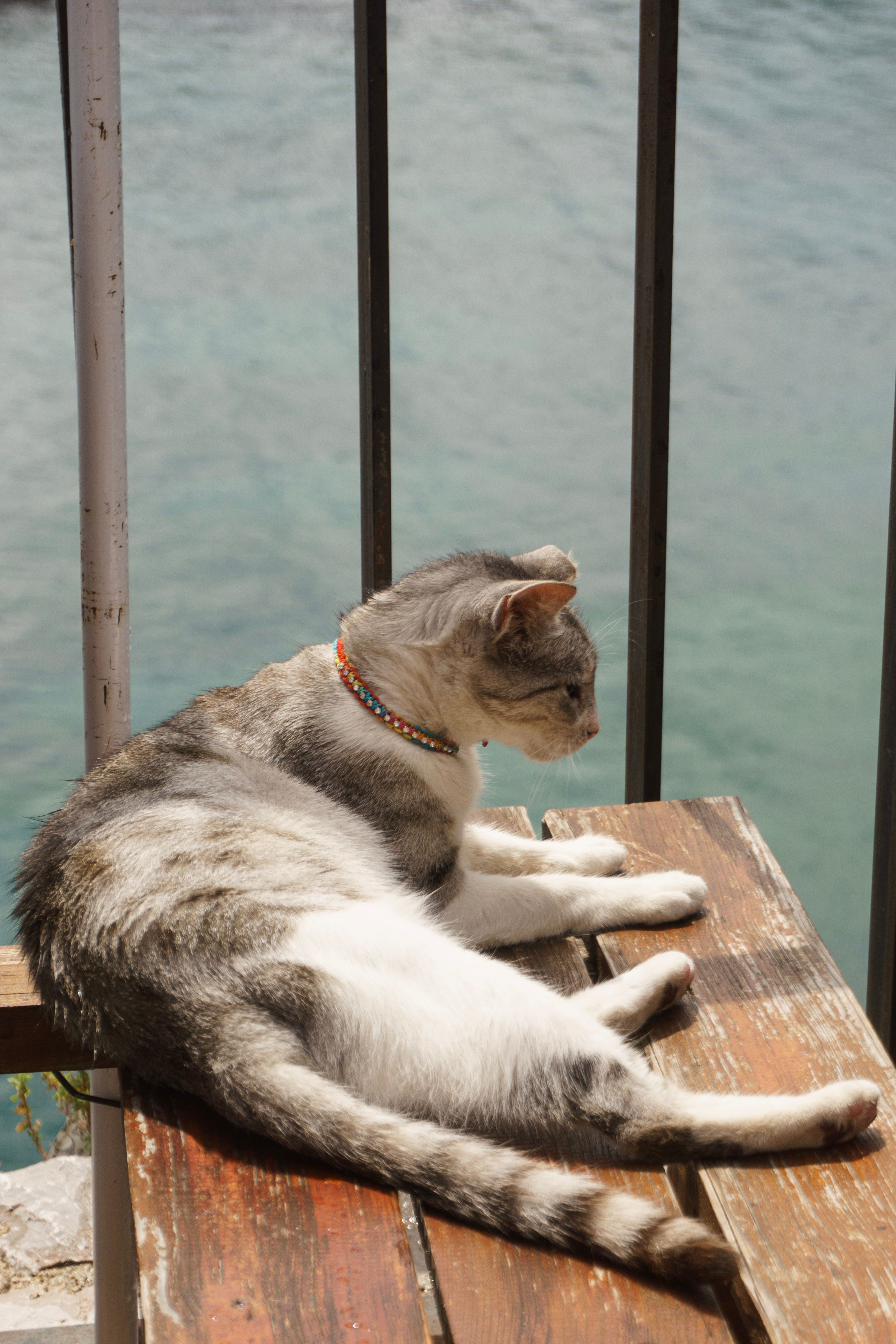 A cat laying on a wooden bench next to a body of water · Free Stock Photo