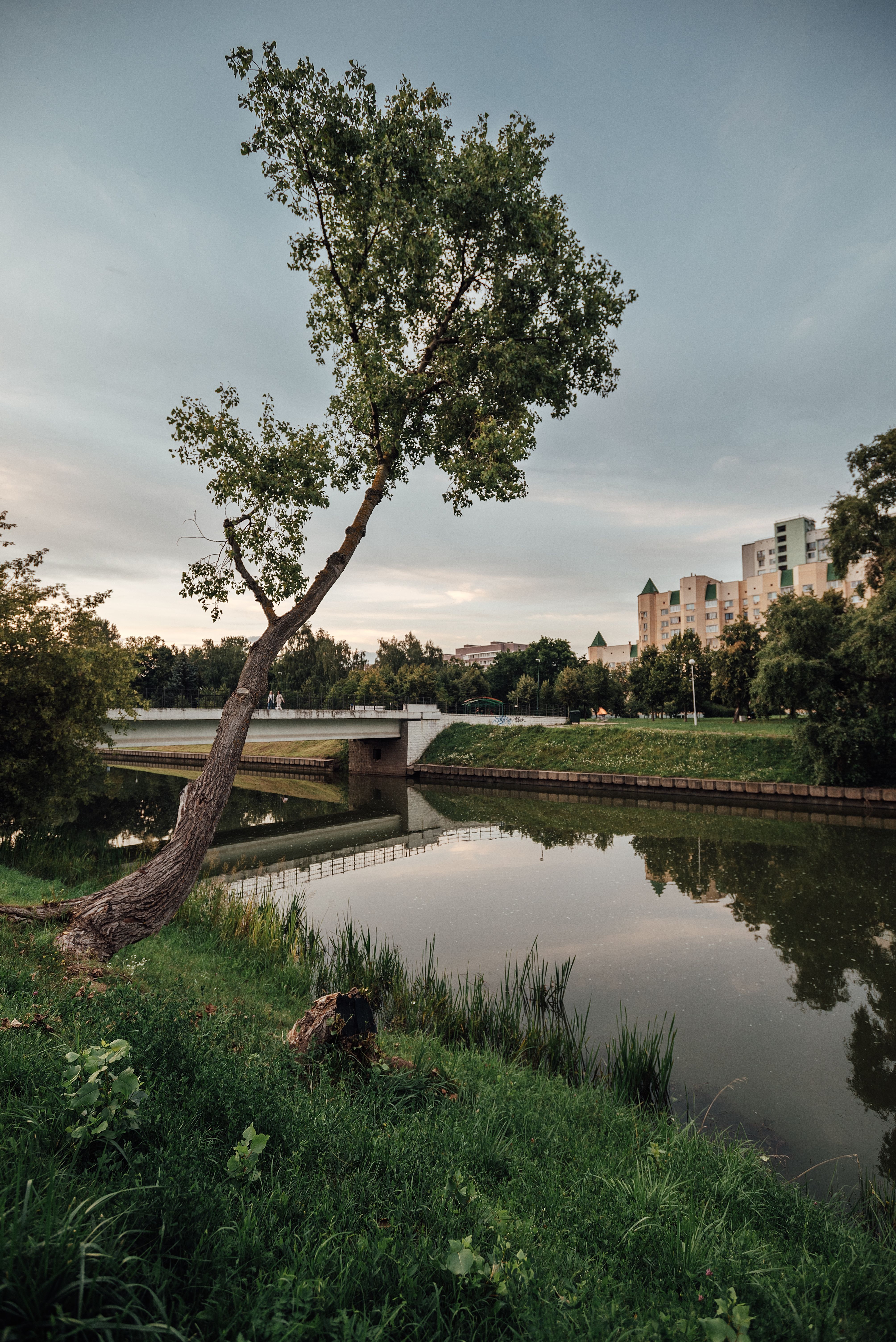 A tree is sitting on the bank of a river · Free Stock Photo