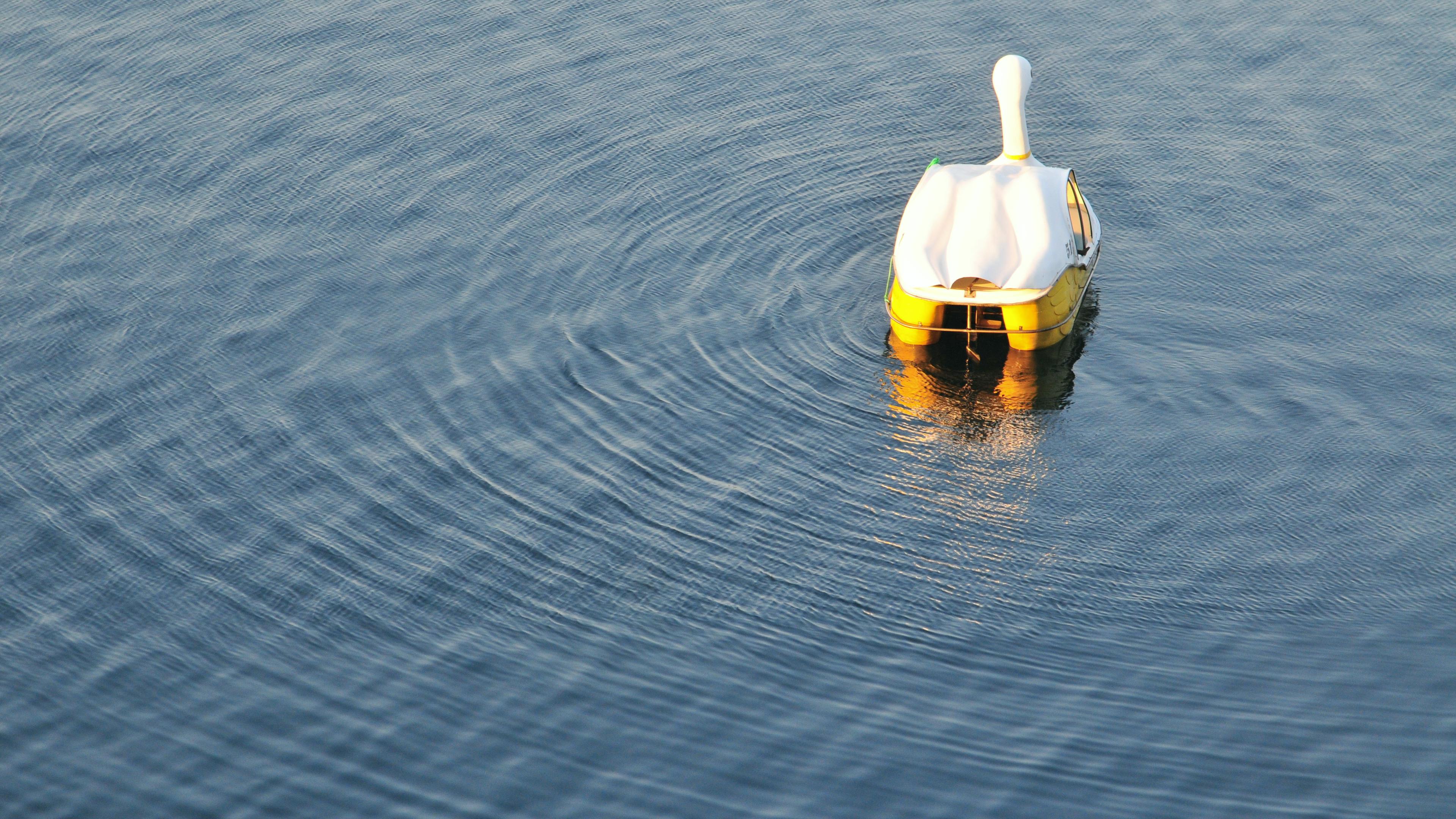 A white swan floating in the water · Free Stock Photo