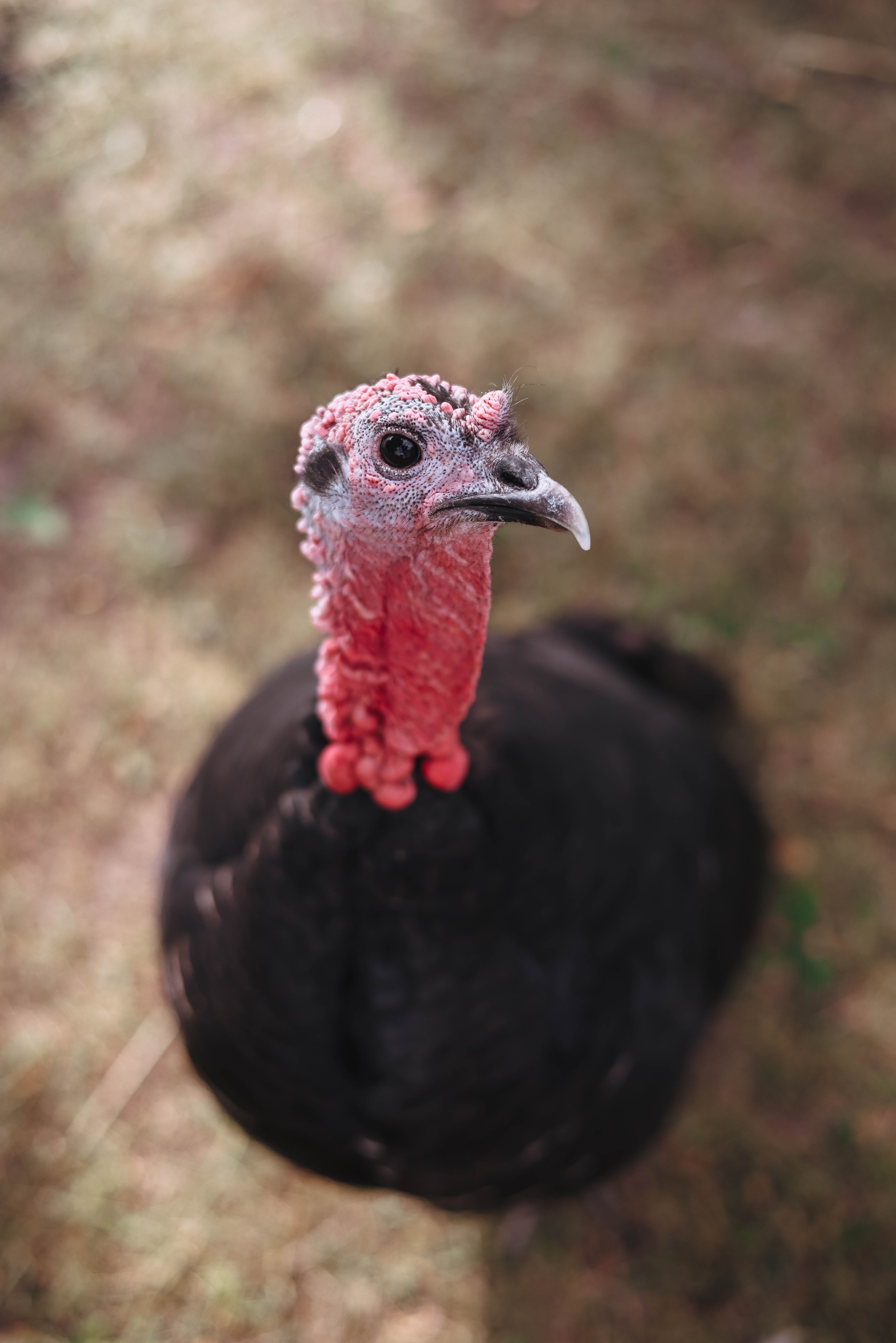 A turkey with a red beak · Free Stock Photo