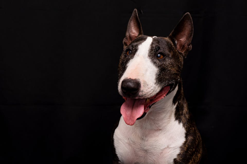 Owning a Pibble Dog? Here's What You Need to Know About Care