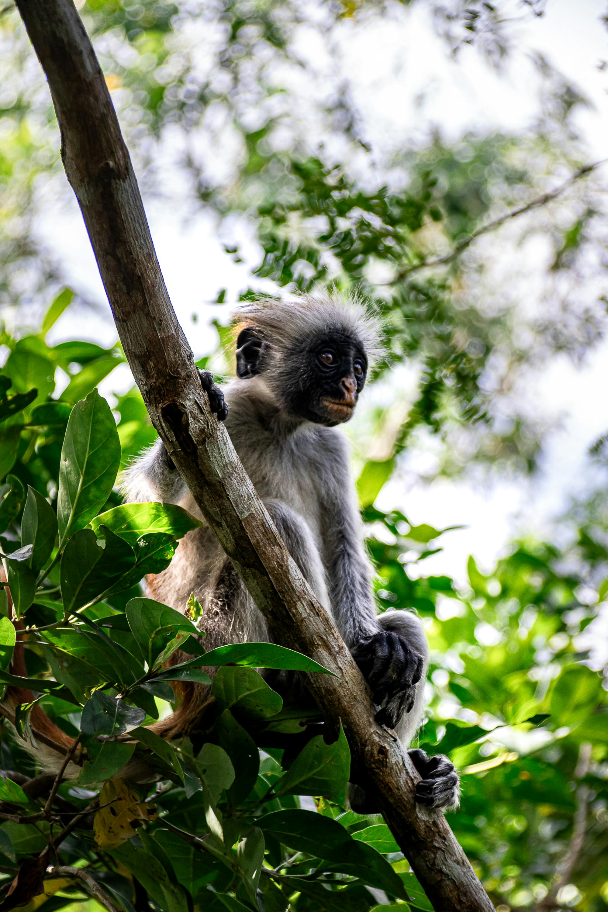 Monkey in the Tree · Free Stock Photo