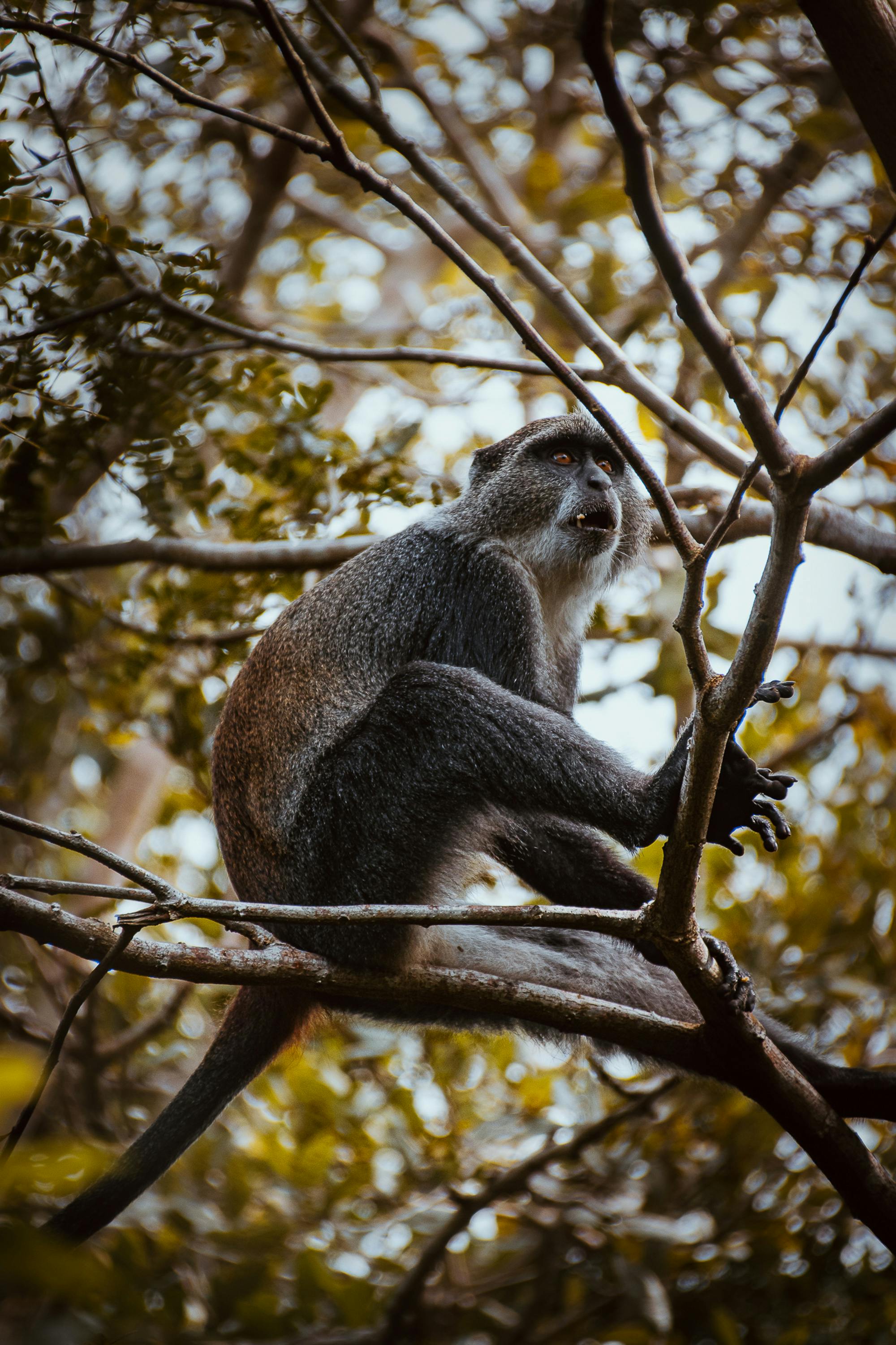 Photography of Monkey on Tree · Free Stock Photo