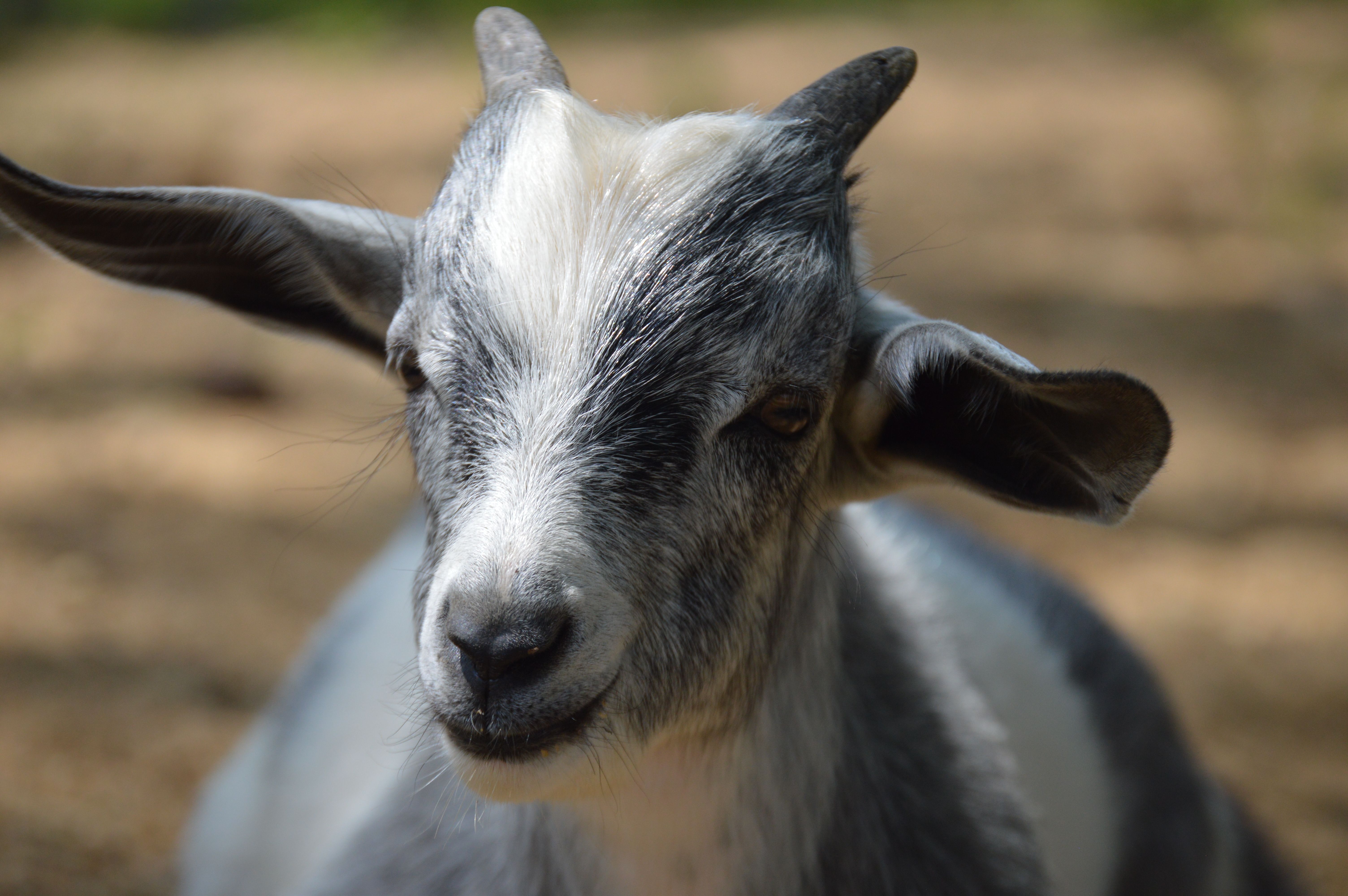 A close up of a goat with its ears up · Free Stock Photo